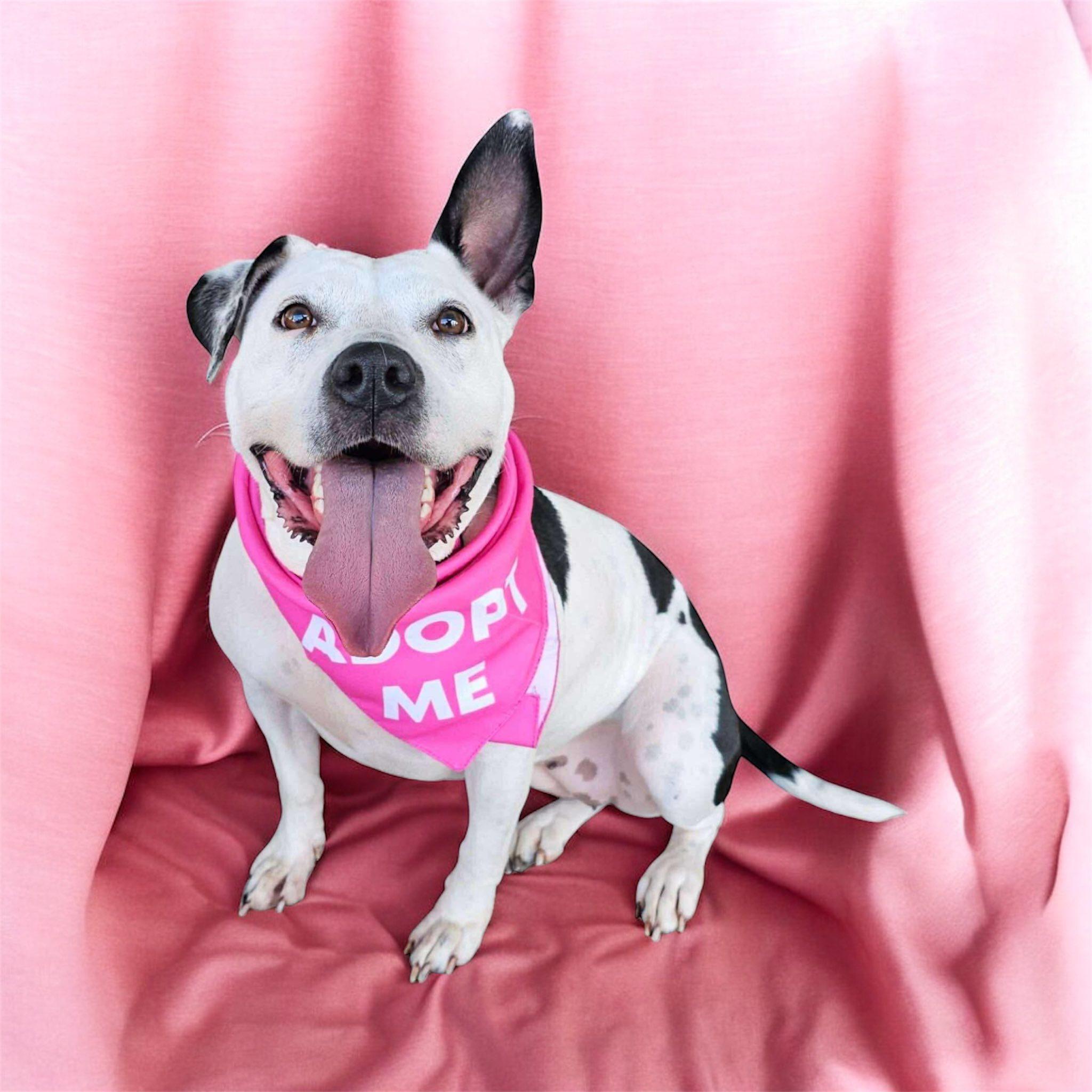 Dog for adoption - Oreo (20251112-01), an American Bulldog Mix in ...