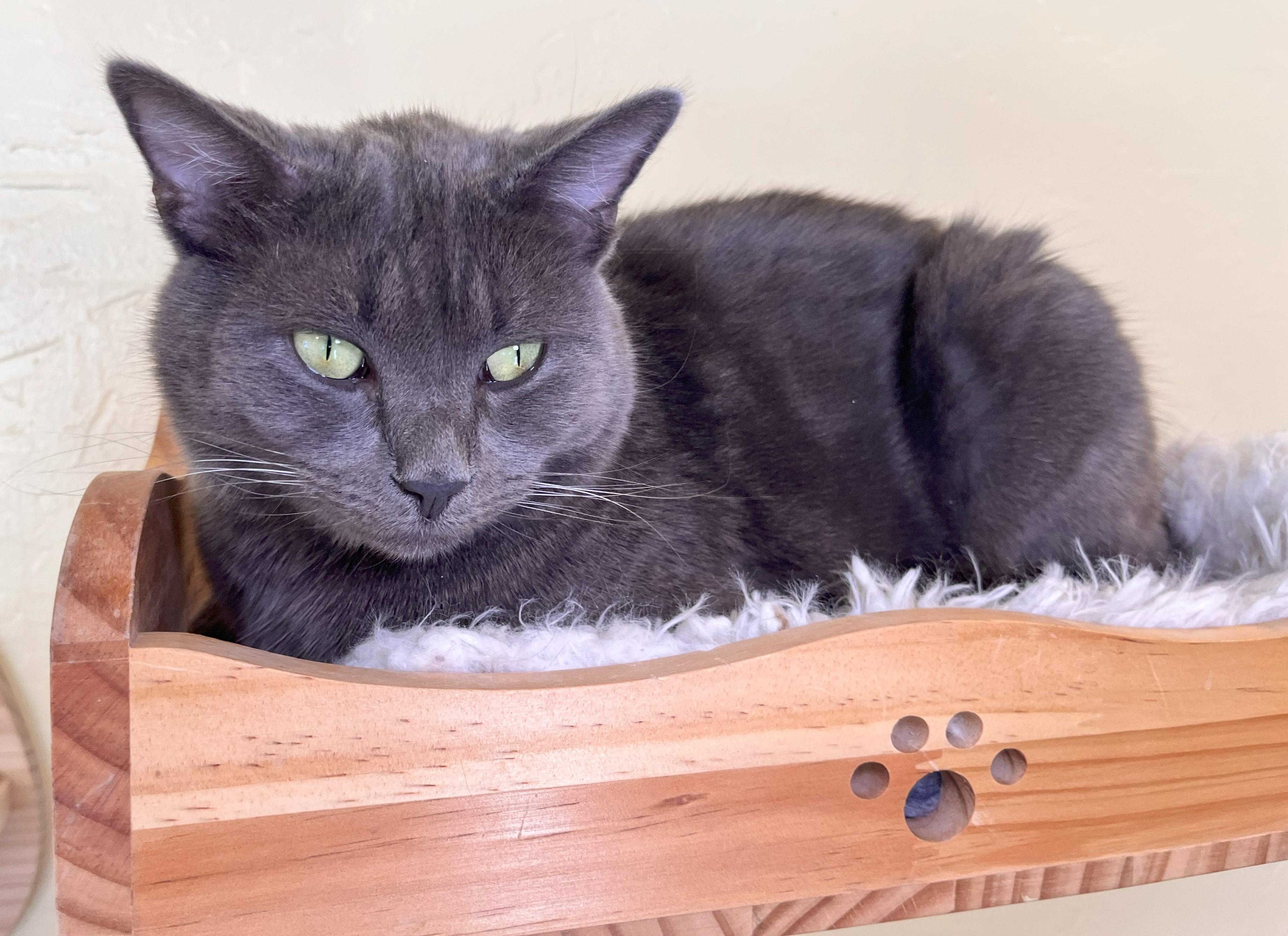 Cat for adoption - SMOKIE, a Domestic Medium Hair Mix in Prescott, AZ ...