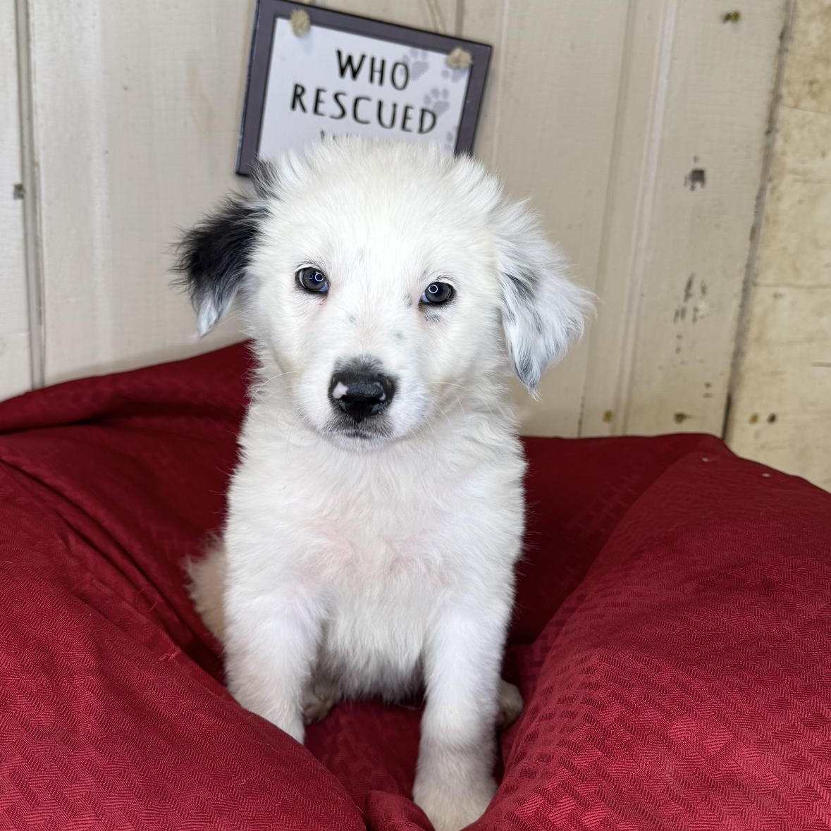Dog for adoption - Zane, a Border Collie & Great Pyrenees Mix in ...