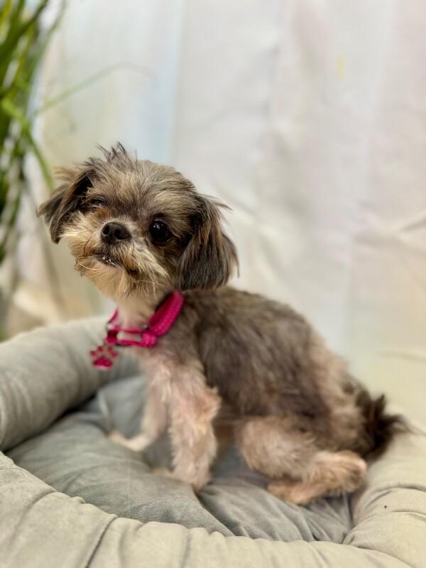 Dog for adoption - Pixie Russell, a Pekingese & Yorkshire Terrier Mix ...