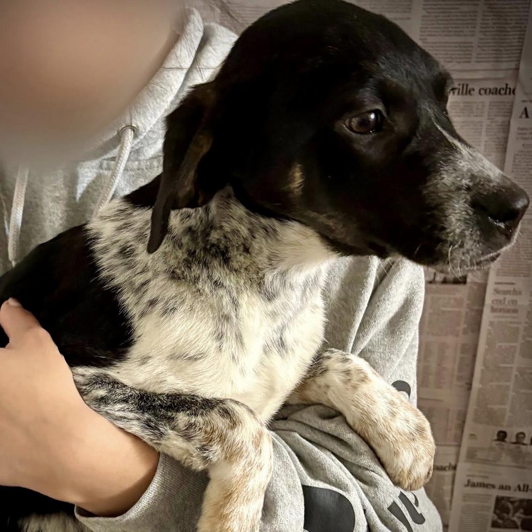 Dog for adoption - Suki, a Great Pyrenees & Plott Hound Mix in Battle ...