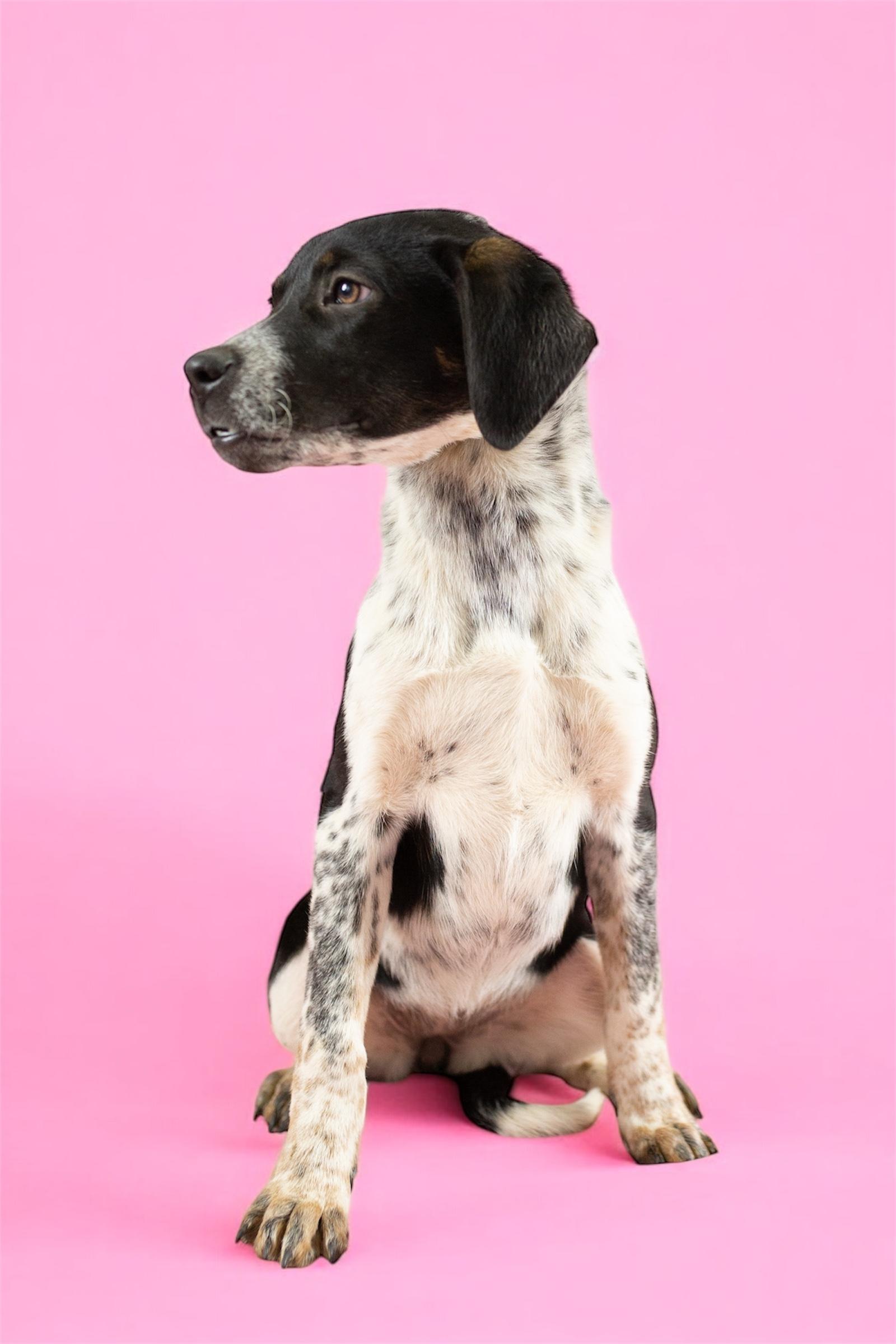 Dog for adoption - Suki, a Great Pyrenees & Plott Hound Mix in Battle ...