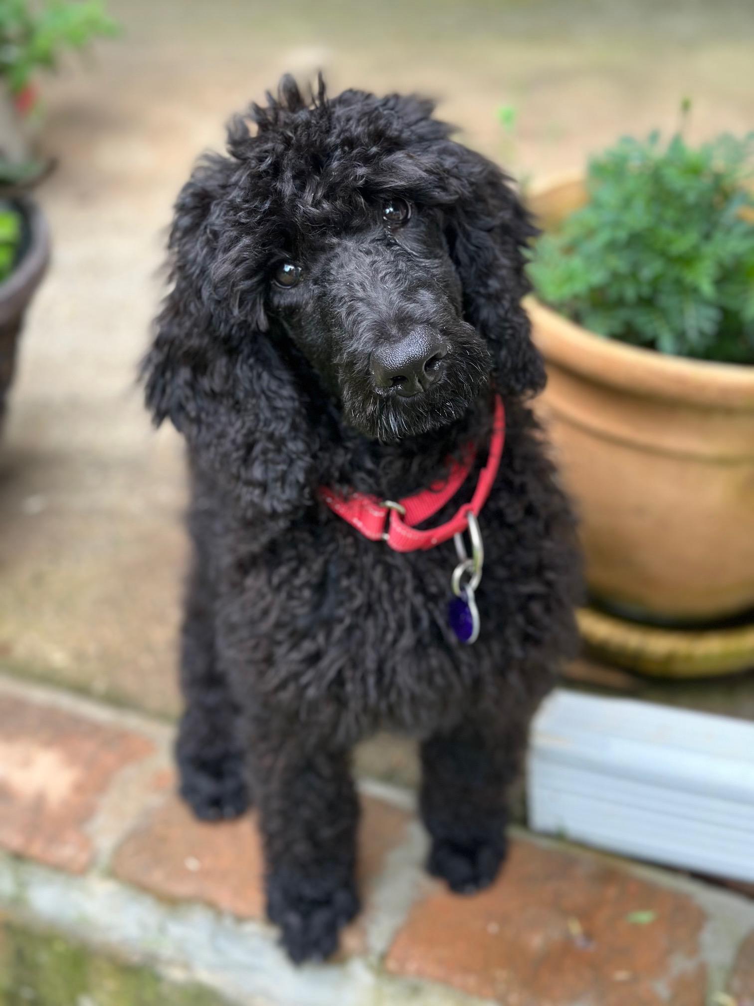 Dog for adoption - Diego, a Standard Poodle in Atlanta, GA | Petfinder