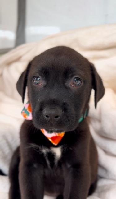 Dog for adoption - Charcoal, a Black Labrador Retriever Mix in Bensalem, PA | Petfinder