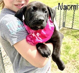 Dog for adoption - Naomi, a Treeing Walker Coonhound & Labrador ...