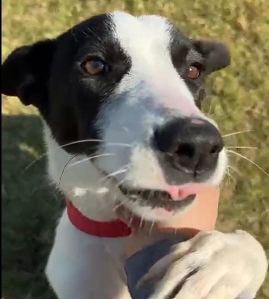 Dog for adoption - The Marvelous Ms. Meena from Kuwait, a Canaan Dog ...