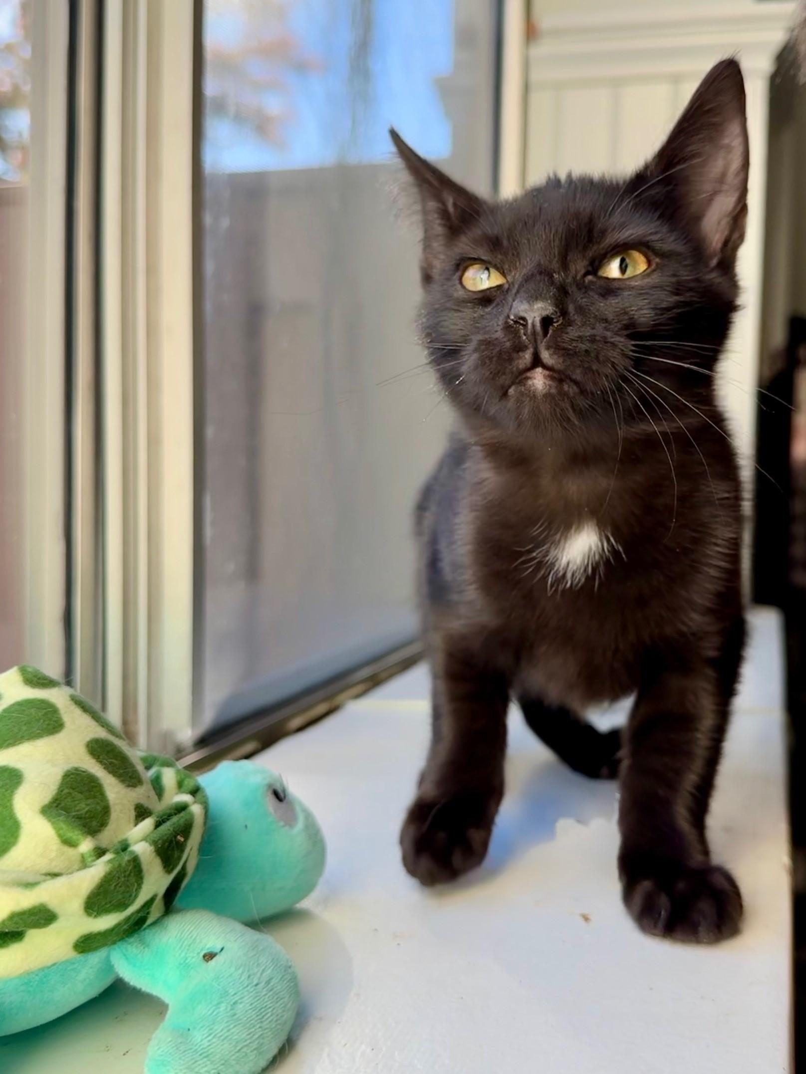 Cat for adoption - Tubby, a Domestic Short Hair in Hilton Head Island ...