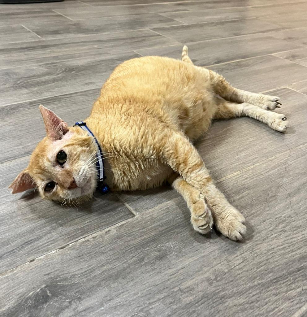 Cat for adoption - Domingo, a Domestic Short Hair Mix in Kelowna, BC ...