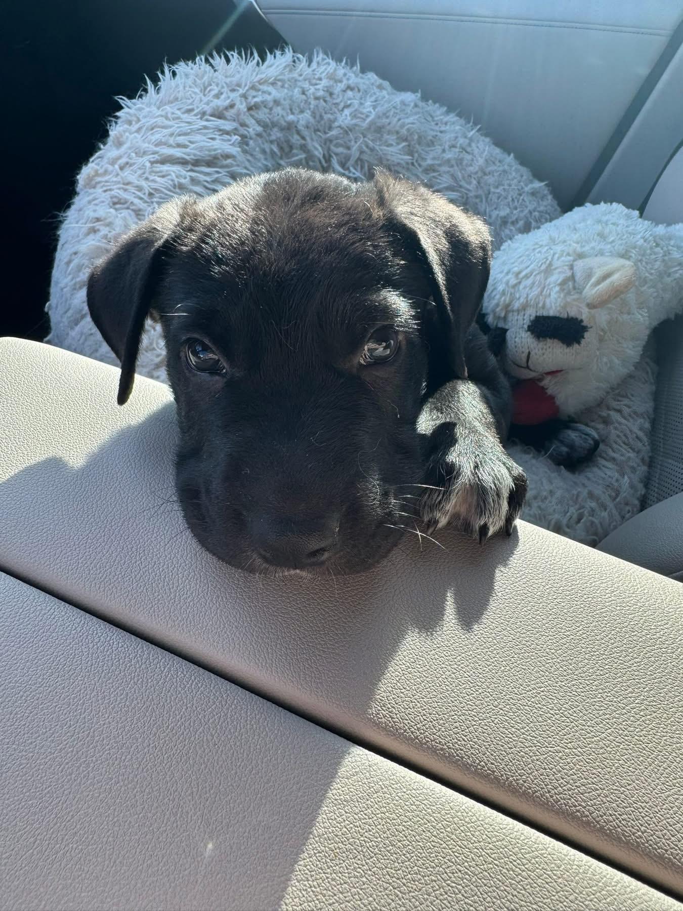 Dog for adoption - Squish, a Mixed Breed in Peoria, AZ | Petfinder