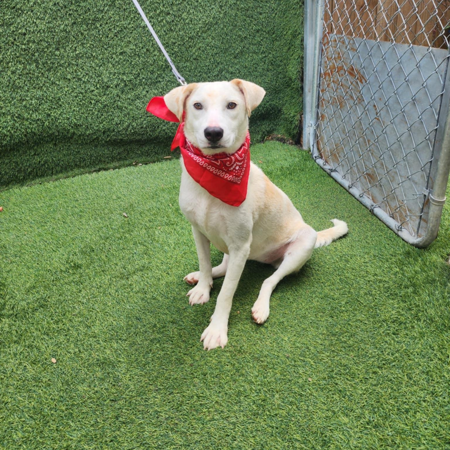 Dog for adoption - Emma, a Labrador Retriever Mix in Portland, OR ...