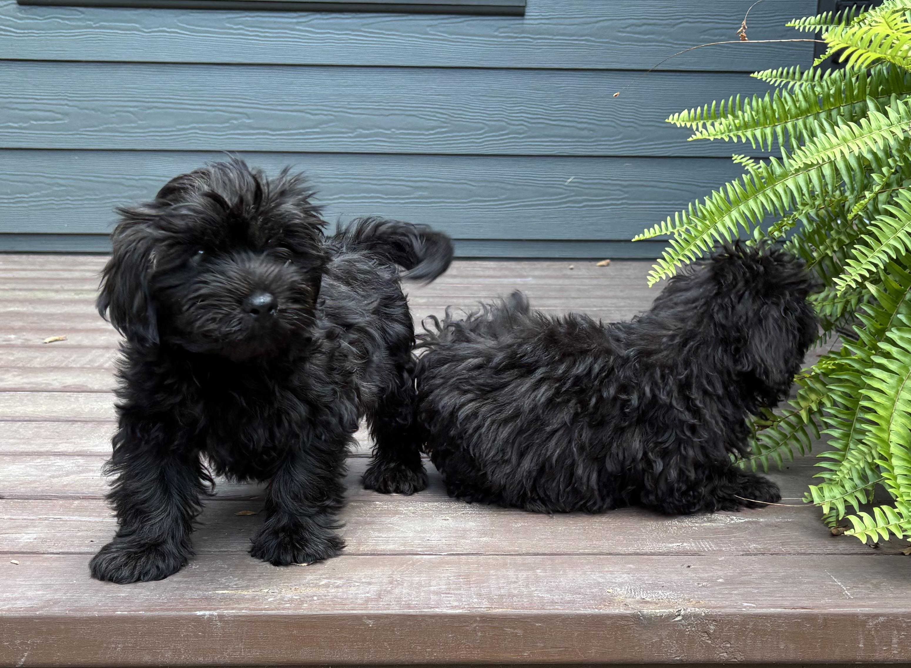 Dog for adoption - Shih/Poodle puppies!, a Shih Tzu & Poodle Mix in ...