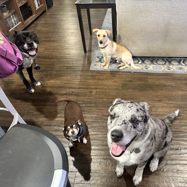 Dog for adoption - Patches, a Catahoula Leopard Dog Mix in Syracuse ...