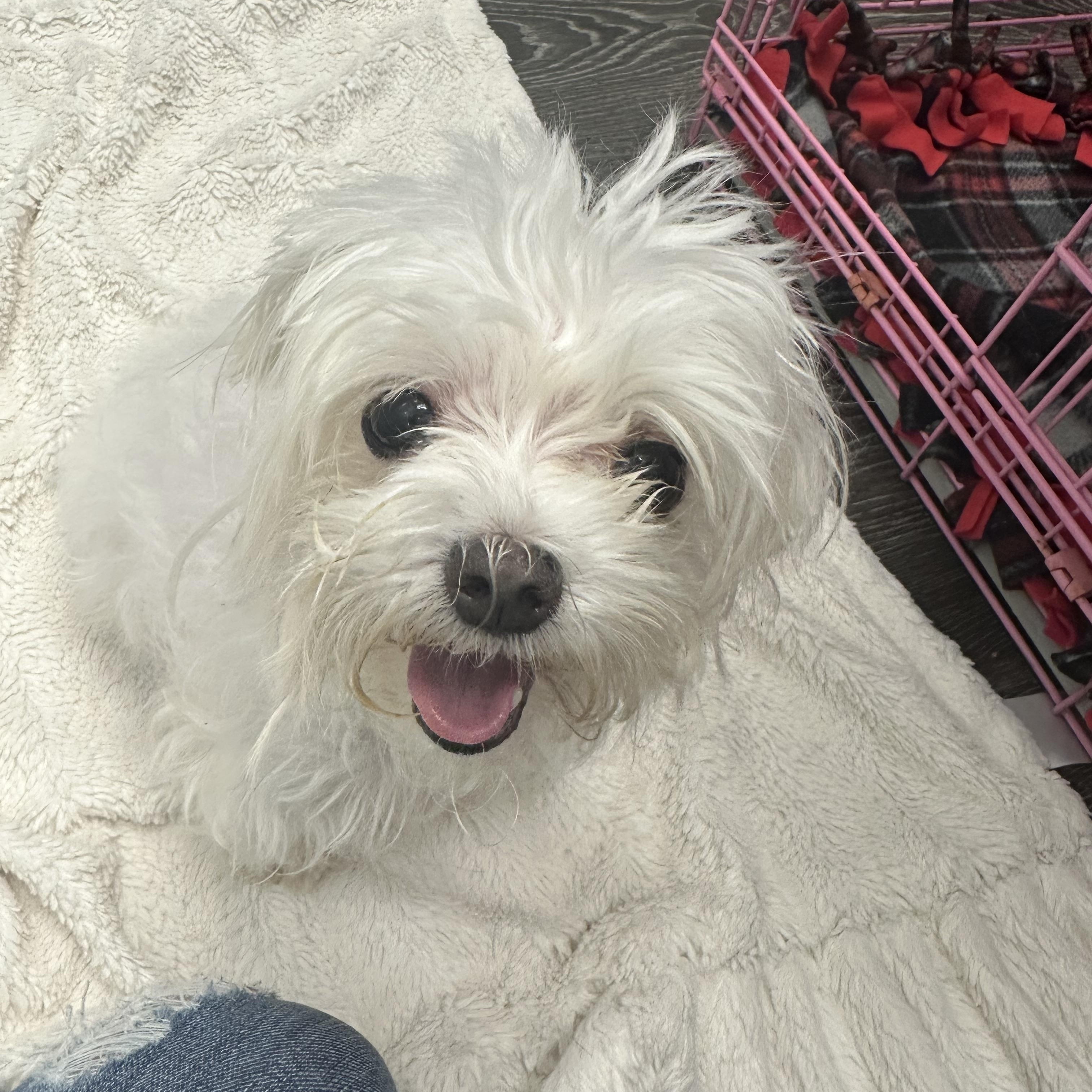 Dog for adoption - Bea, a Maltese in Mount Prospect, IL | Petfinder