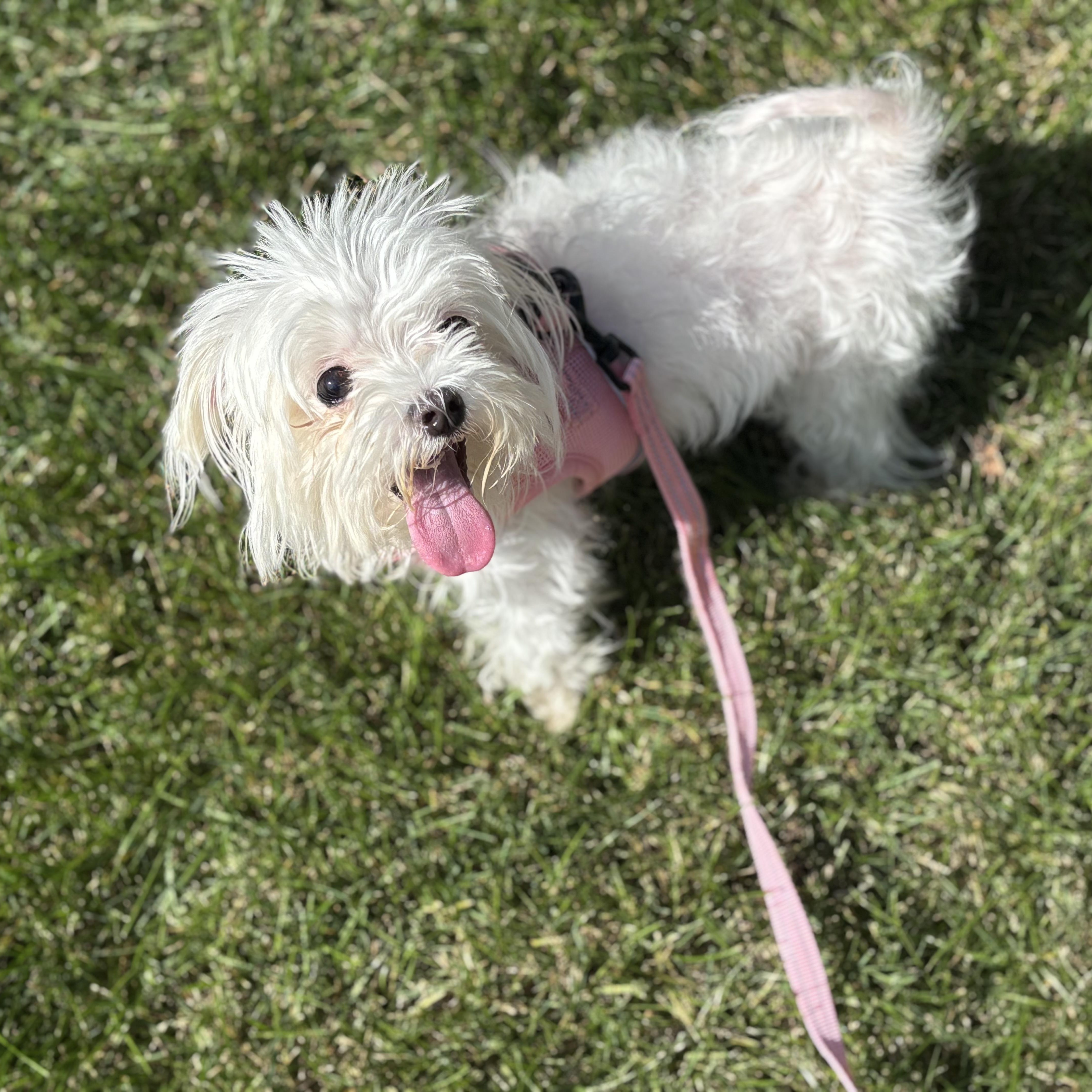 Dog for adoption - Bea, a Maltese in Mount Prospect, IL | Petfinder