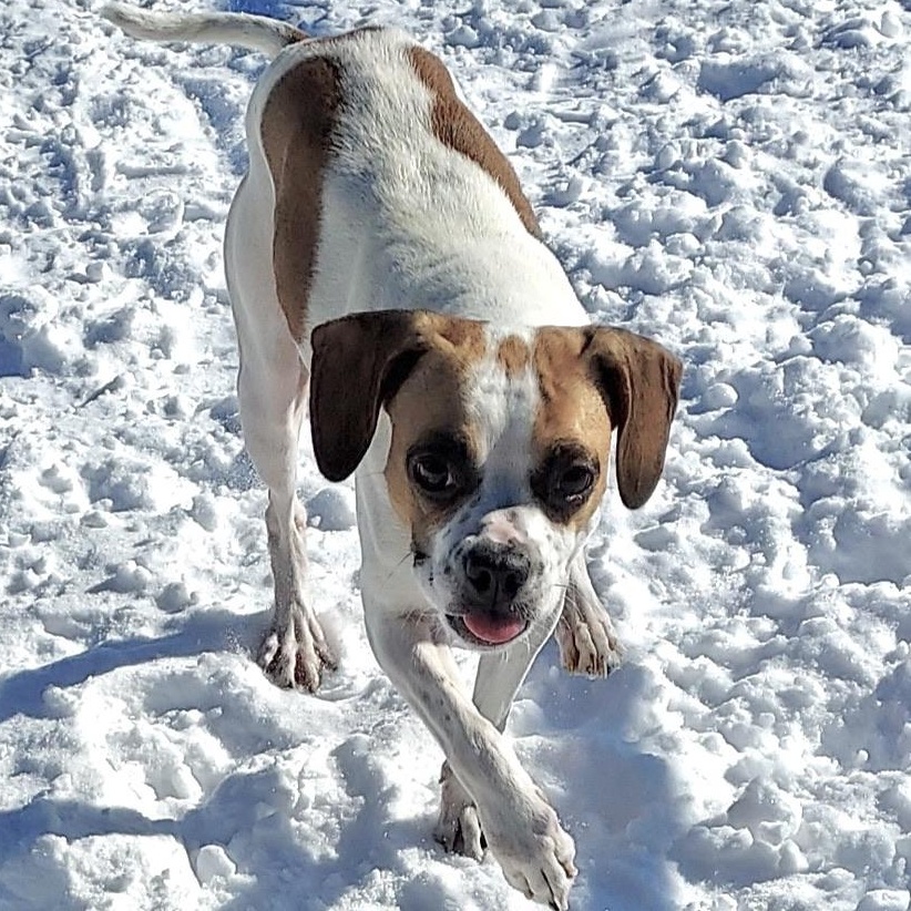 Adoptable Dogs - Headwaters Animal Shelter