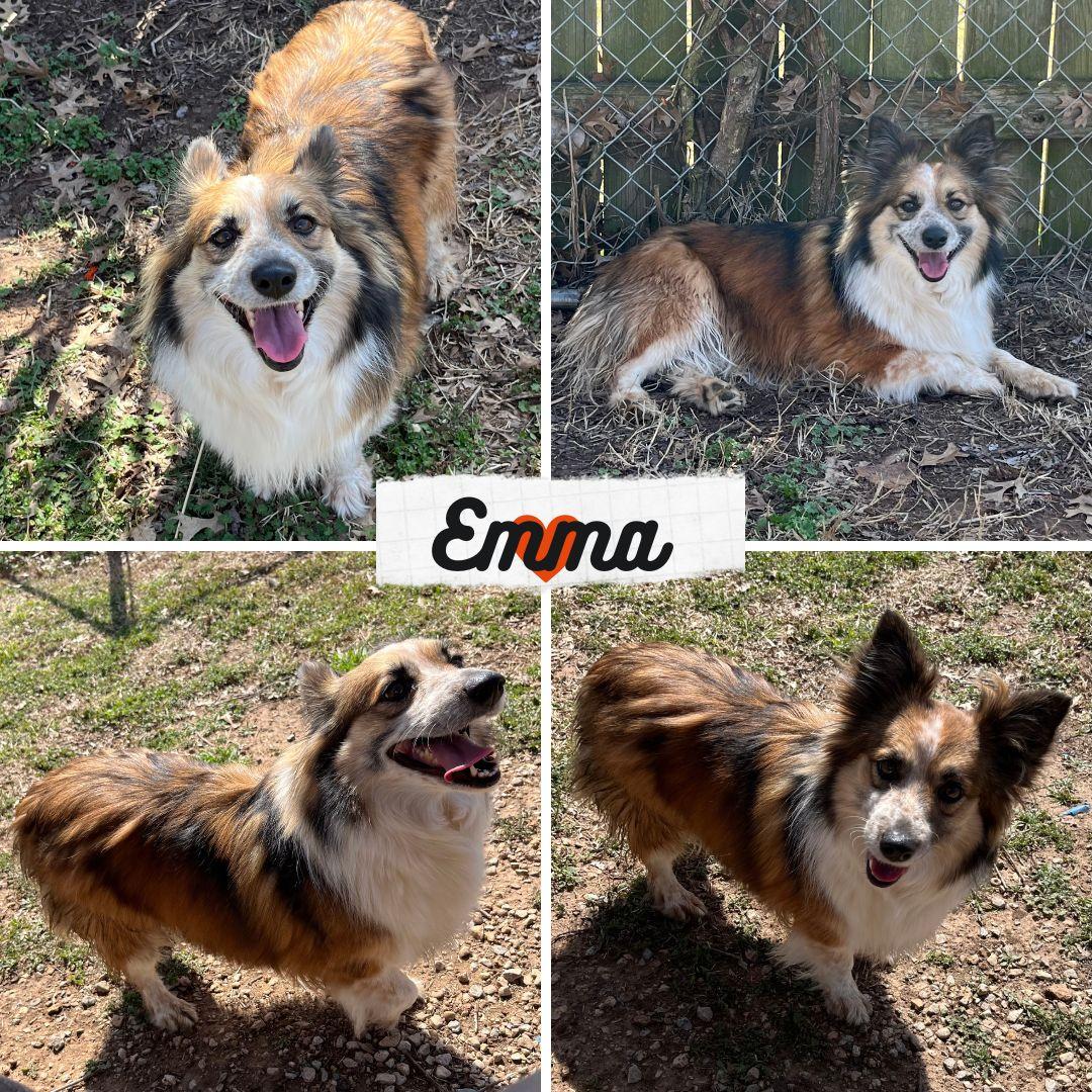 Dog for adoption - Emma, a Corgi & Australian Shepherd Mix in Michigan ...