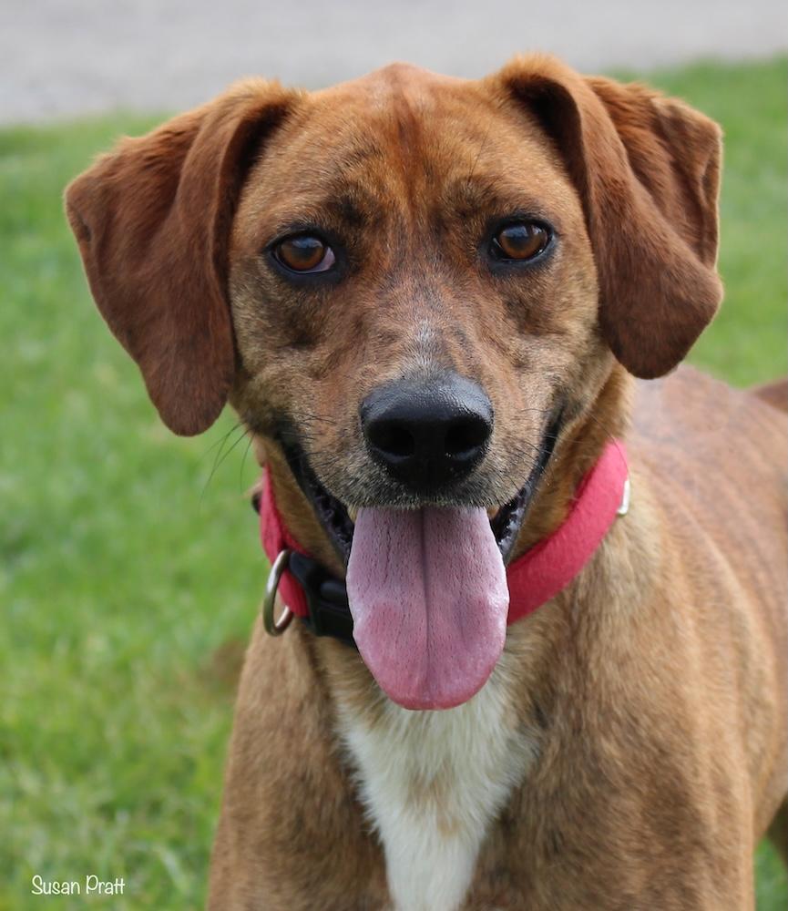 Dog for adoption - Mason, a Plott Hound Mix in Bedford, VA | Petfinder