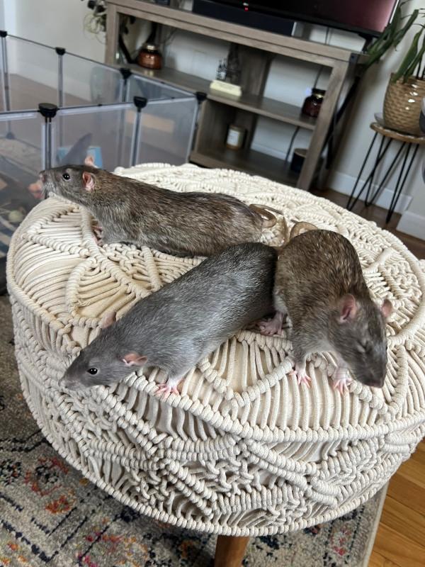Rat for adoption - Genie, Aladdin & Raja, a Rat in Dedham, MA | Petfinder
