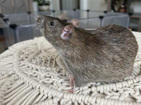 Rat for adoption - Genie, Aladdin & Raja, a Rat in Dedham, MA | Petfinder
