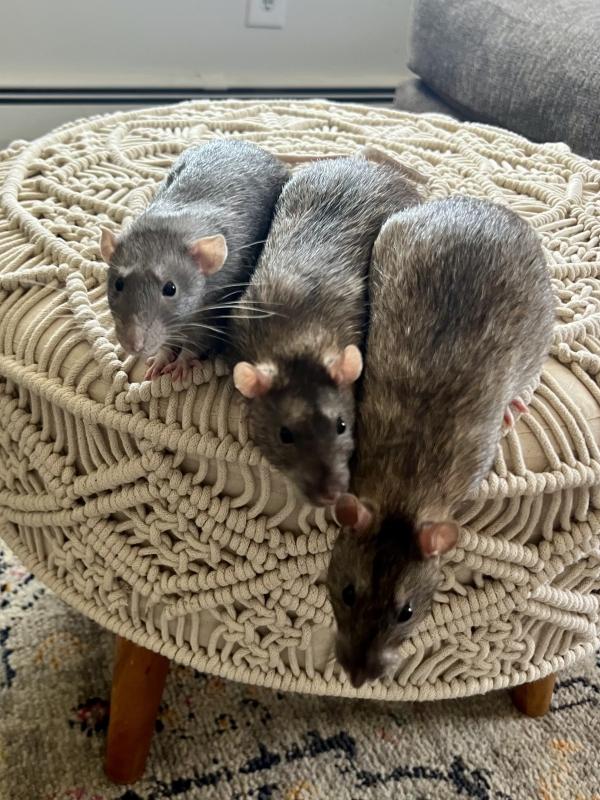 Rat for adoption - Genie, Aladdin & Raja, a Rat in Dedham, MA | Petfinder