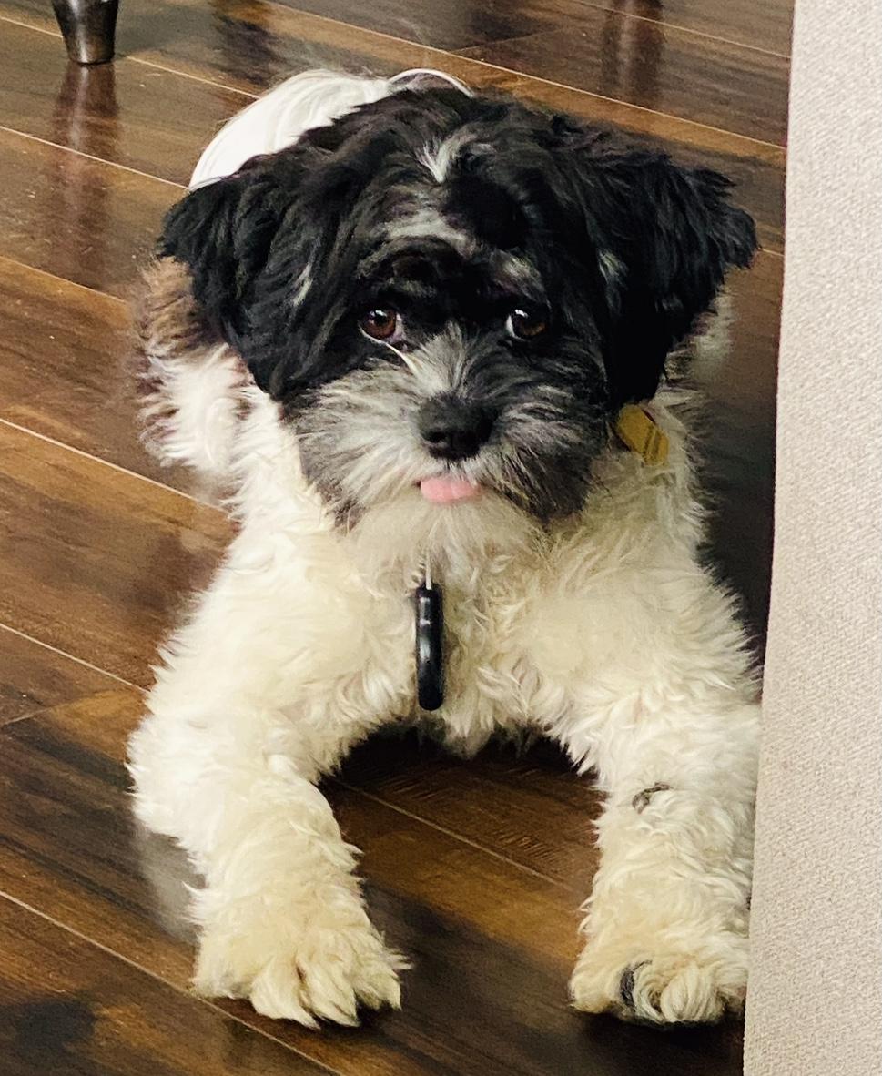 Dog for adoption - Matilda, a Shih Tzu Mix in Twin Falls, ID | Petfinder