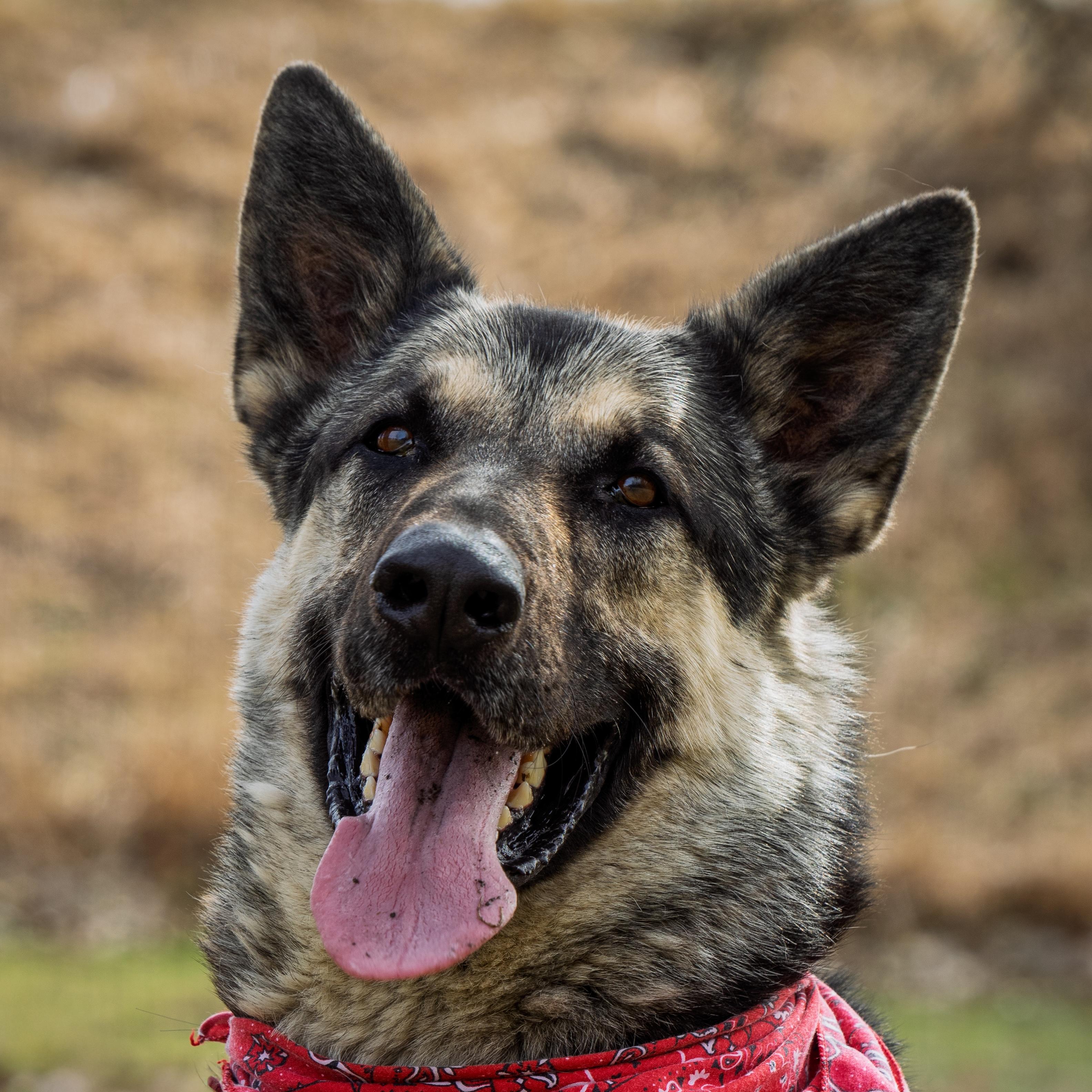 Dog for adoption - Ledger, a German Shepherd Dog in Auburn, NE | Petfinder
