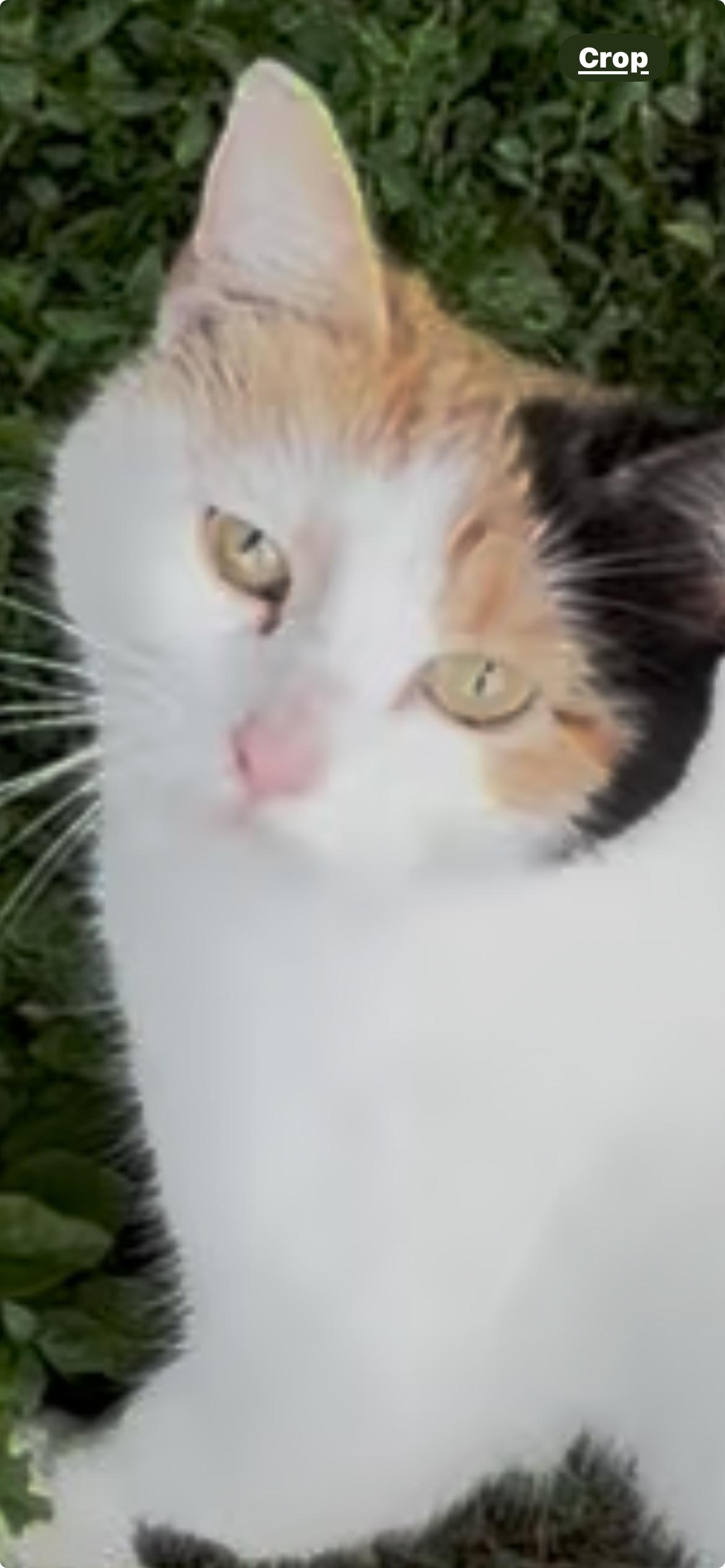 Cat for adoption - Frenchie, a Calico in Copley, OH | Petfinder