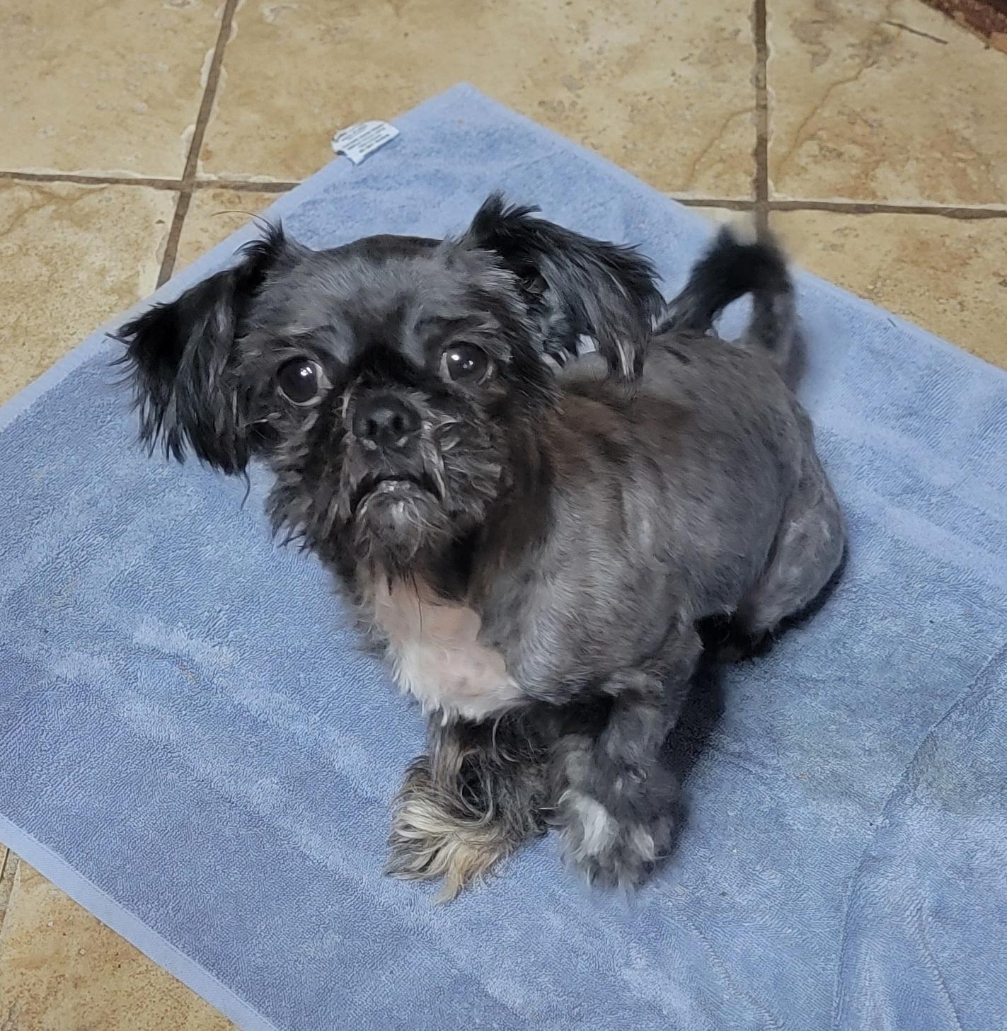 Dog For Adoption Ada A Shih Tzu In Van Alstyne TX Petfinder Dog For Adoption Ada A Shih Tzu In Van Alstyne TX Petfinder