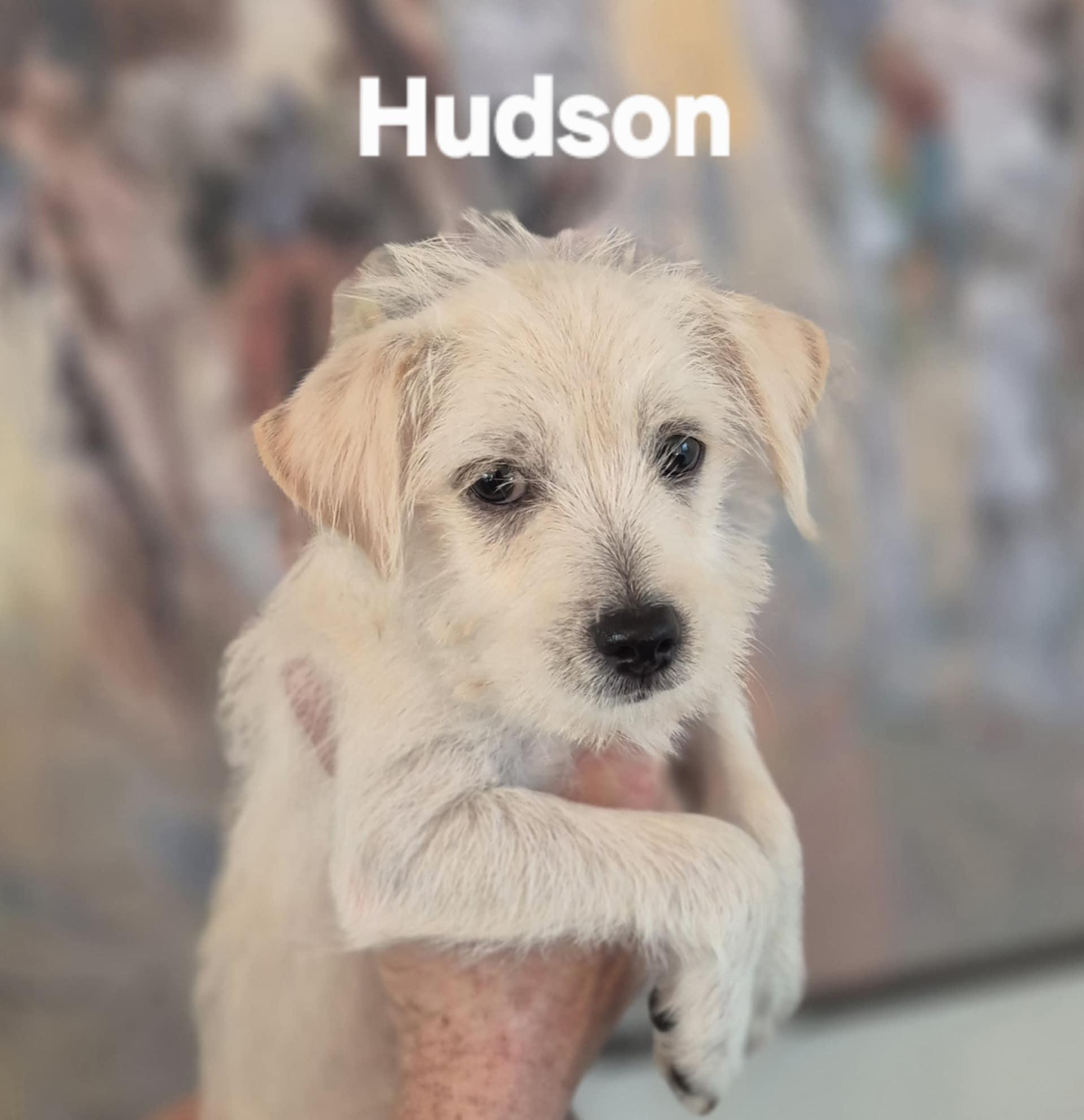 Dog for adoption - Harrison and Hudson!!, a Poodle & Terrier Mix in Boston, MA | Petfinder