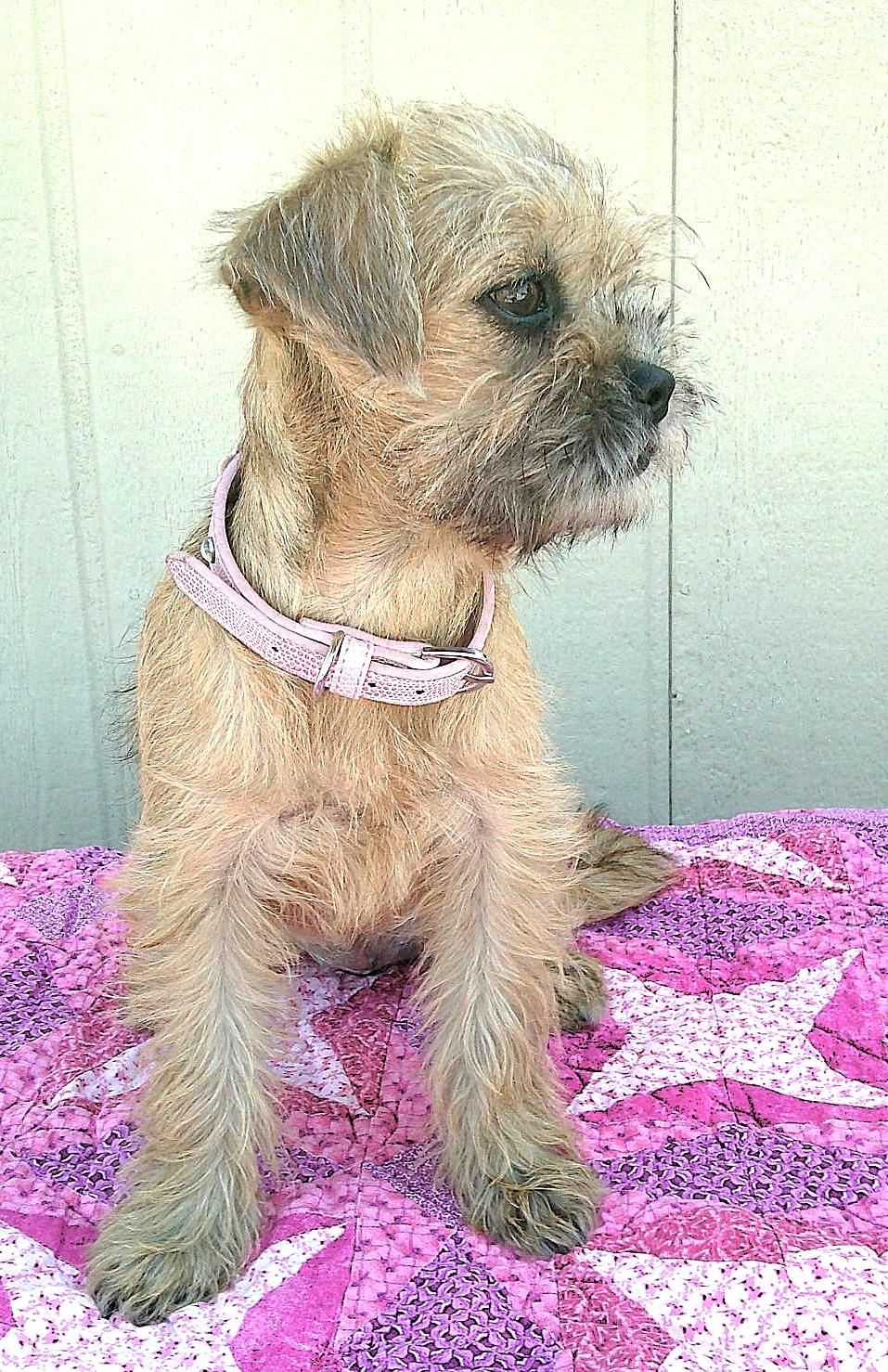 TOPAZ - Adoptable Pet | Petfinder | Petfinder