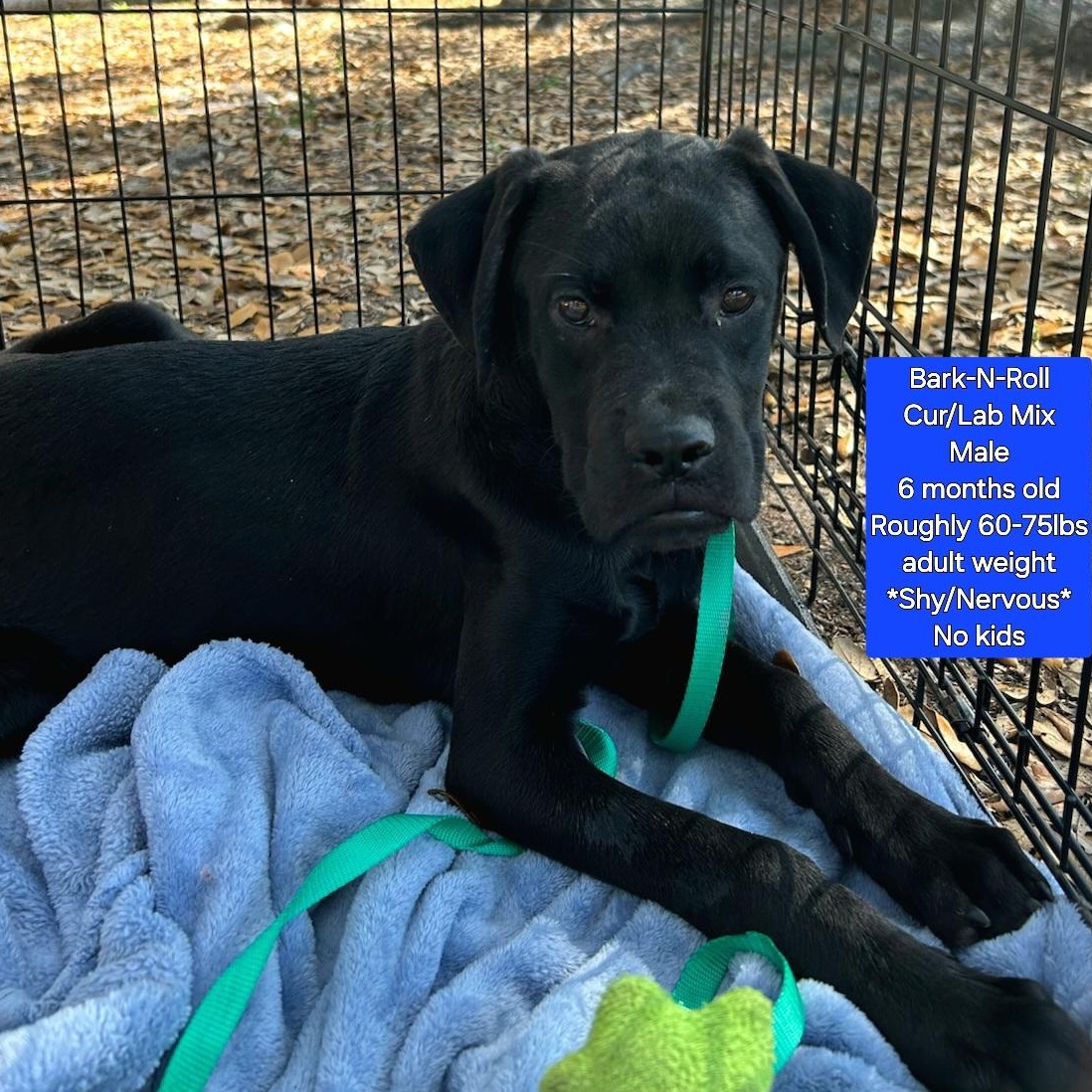 Dog for adoption - Bark-N-Roll, a Black Mouth Cur & Black Labrador ...