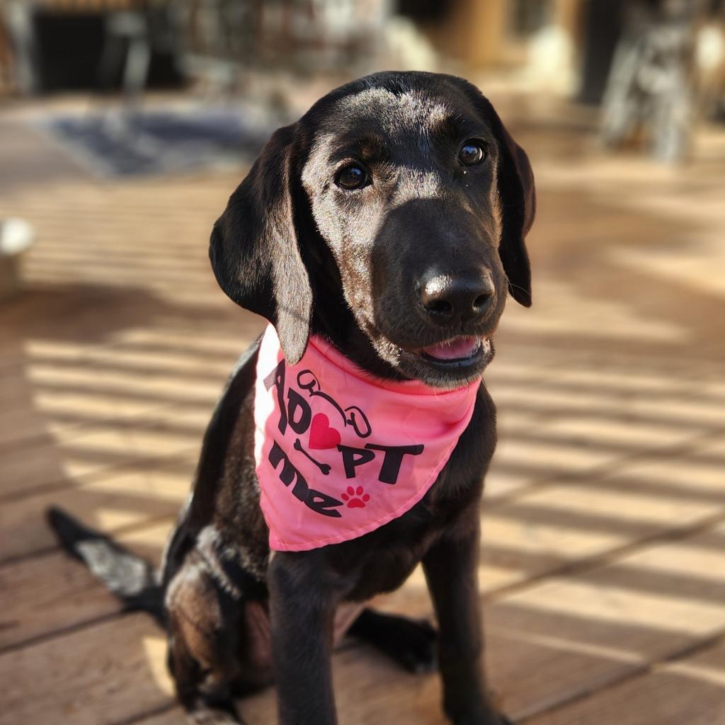 Dog for adoption - Vista AL, a Black Labrador Retriever & Rhodesian ...