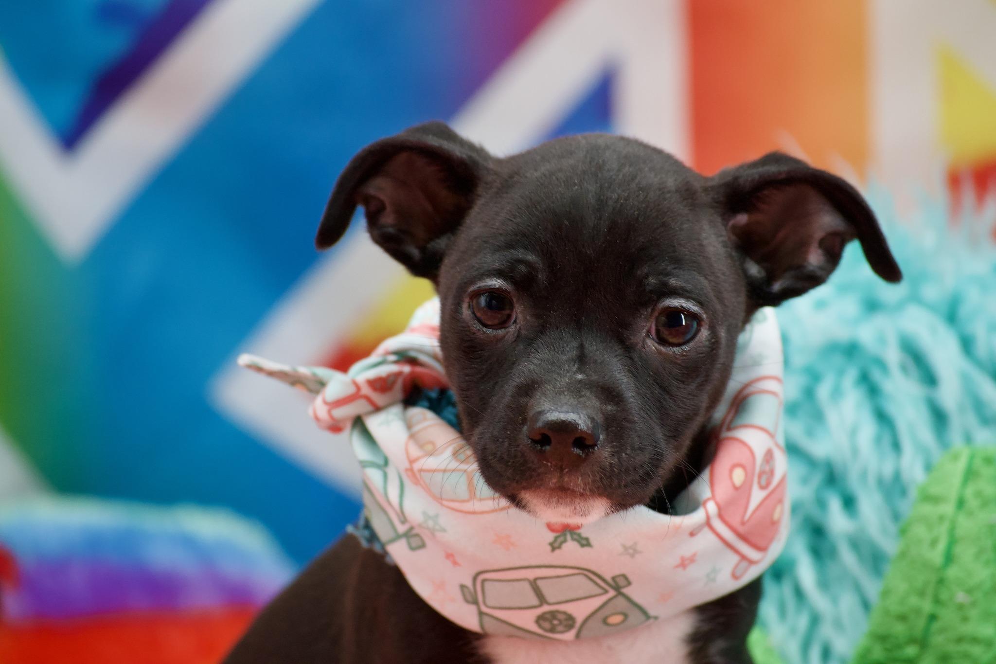 Dog for adoption - Harmony, a Hound in Sevierville, TN | Petfinder