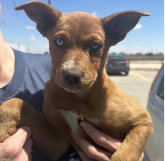 Minnesota Dog Adoptions | Dogs for Adoption in MN