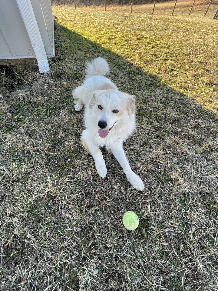 Dog for adoption - Reggie, a Golden Retriever & Great Pyrenees Mix in ...