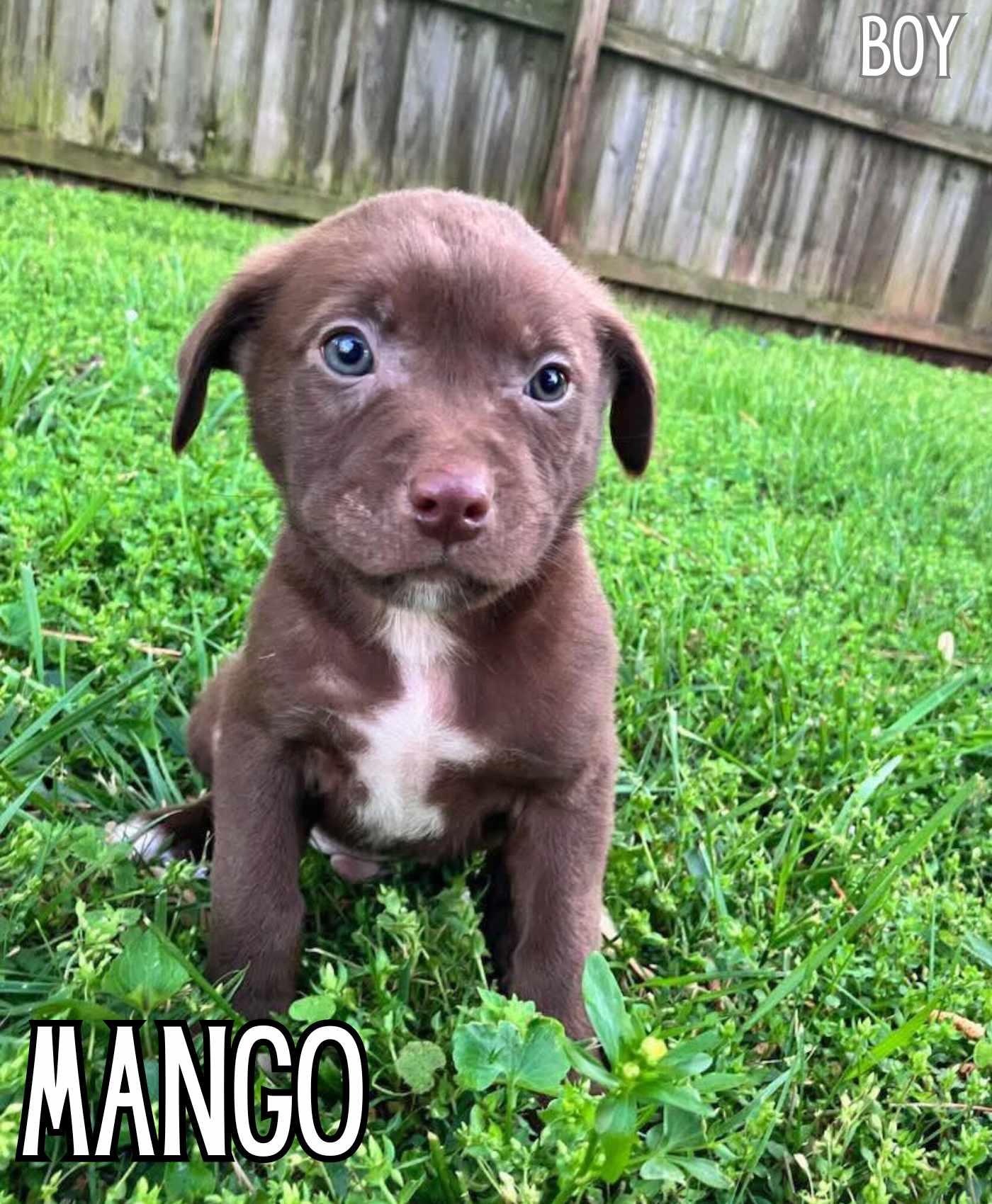 Dog for adoption - Mango, a Labrador Retriever Mix in Smithfield, RI ...