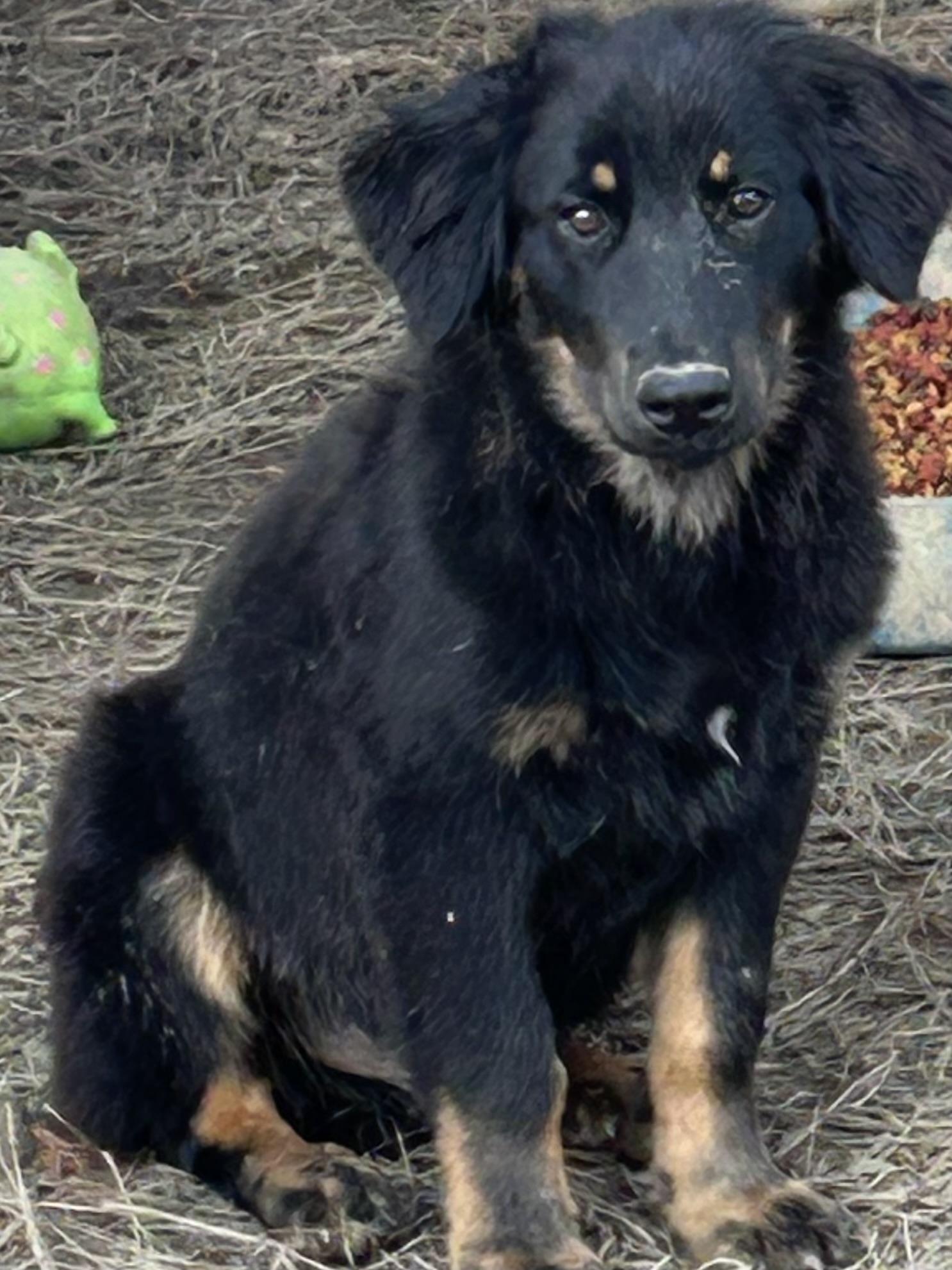 Dog for adoption - Topaz, an Australian Shepherd & Labradoodle Mix in ...