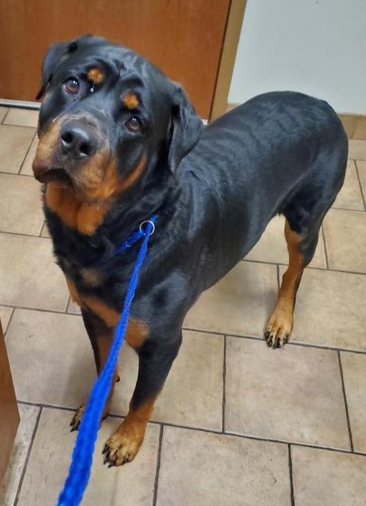 Dog for adoption - ROWDY, a Rottweiler in Oswego, IL | Petfinder