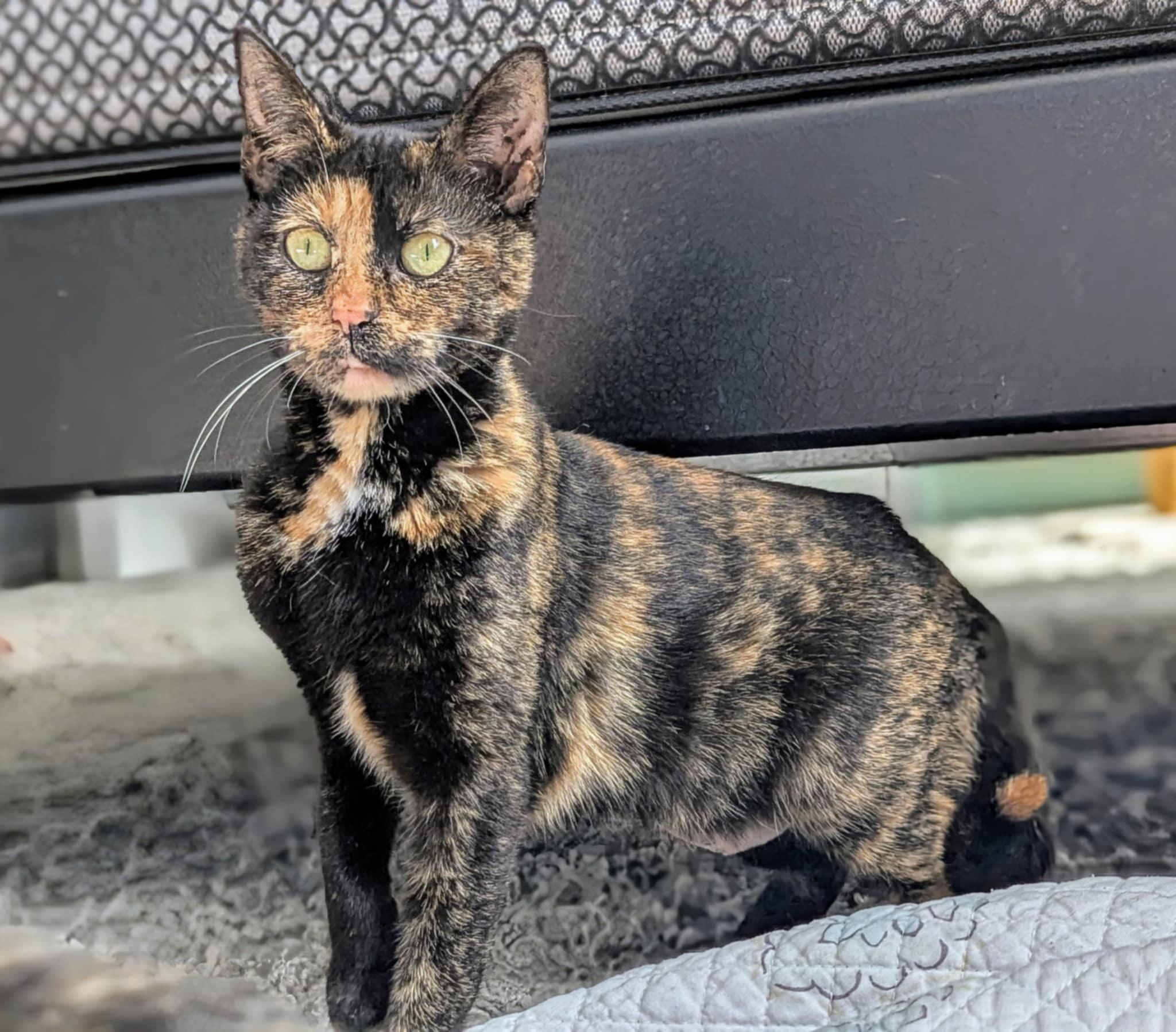 Cat for adoption - Claudia our rainbow SMOOSH THERAPY SWEET cannot be ...