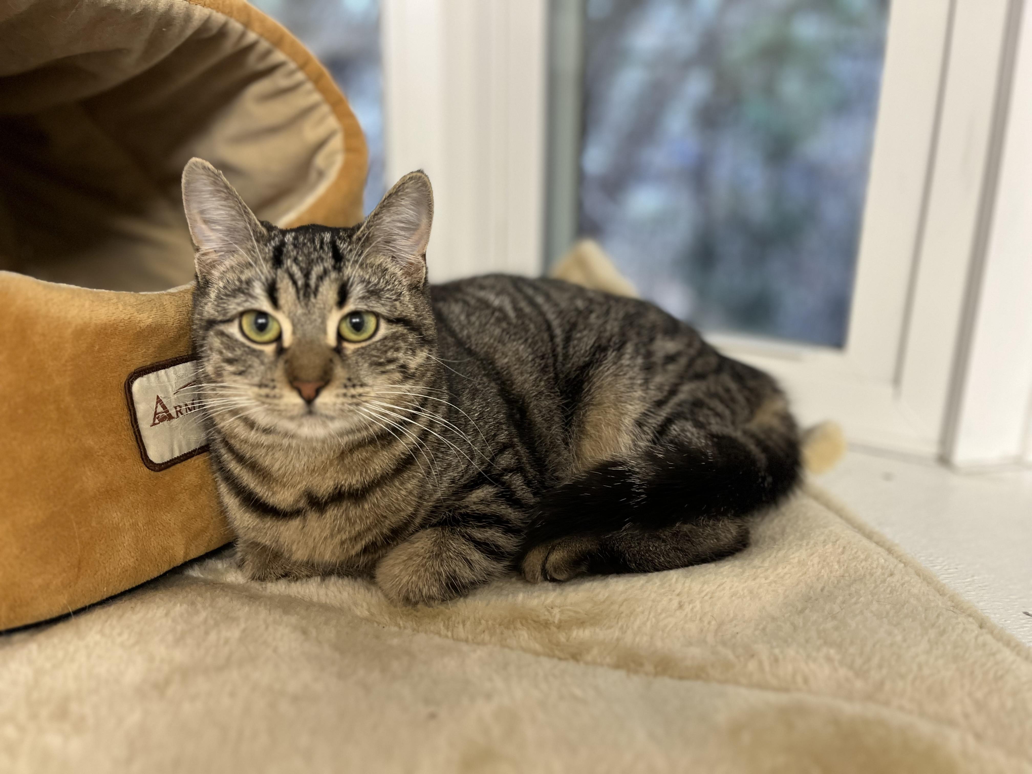 Cat for adoption - Delilah, a Domestic Short Hair in Harrison, NY ...