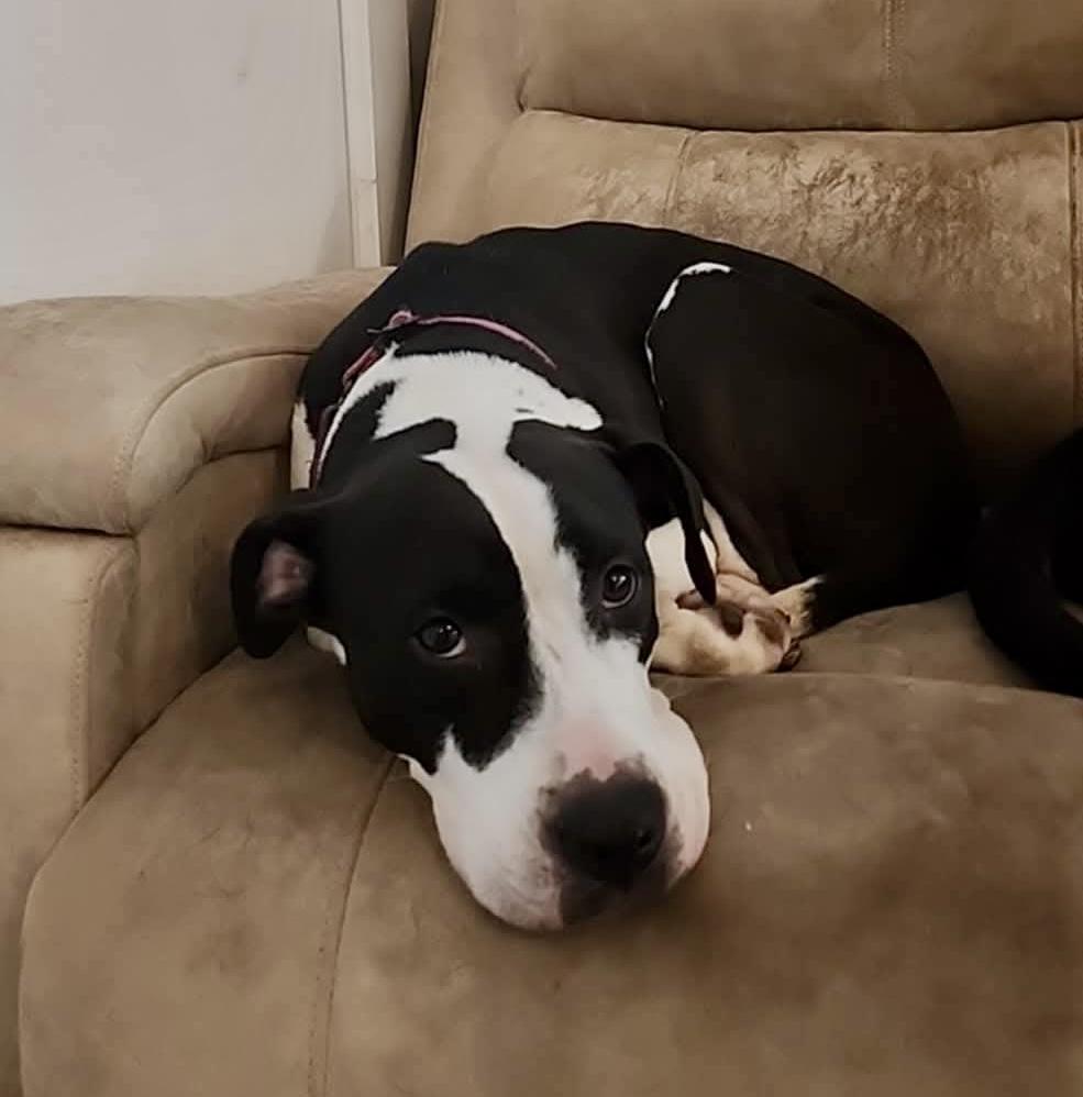 Dog for adoption - Addie, a Pit Bull Terrier Mix in Tumwater , WA ...