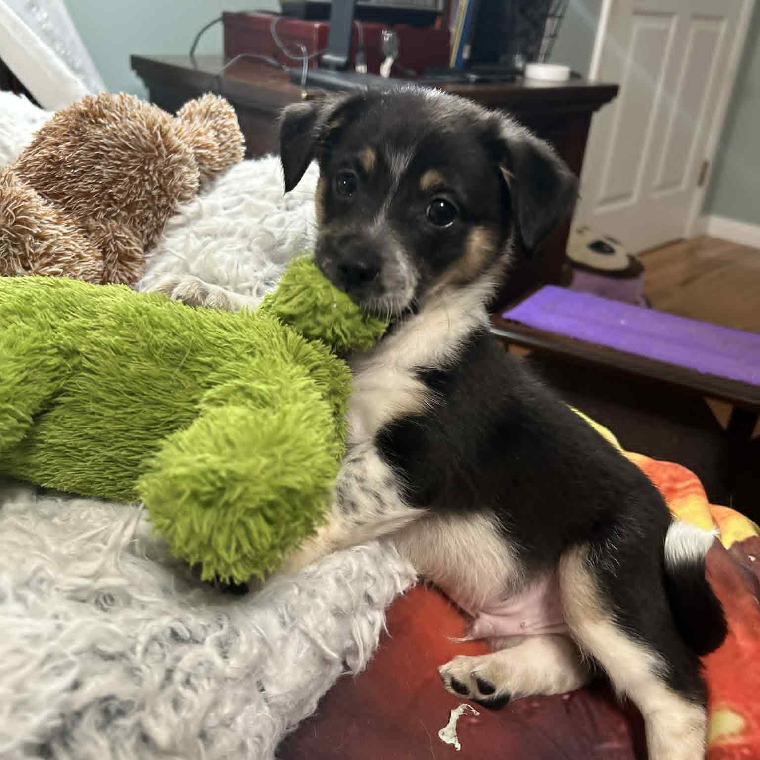 Dog for adoption - Snoop Dogg, a Miniature Pinscher Mix in Danbury, CT ...