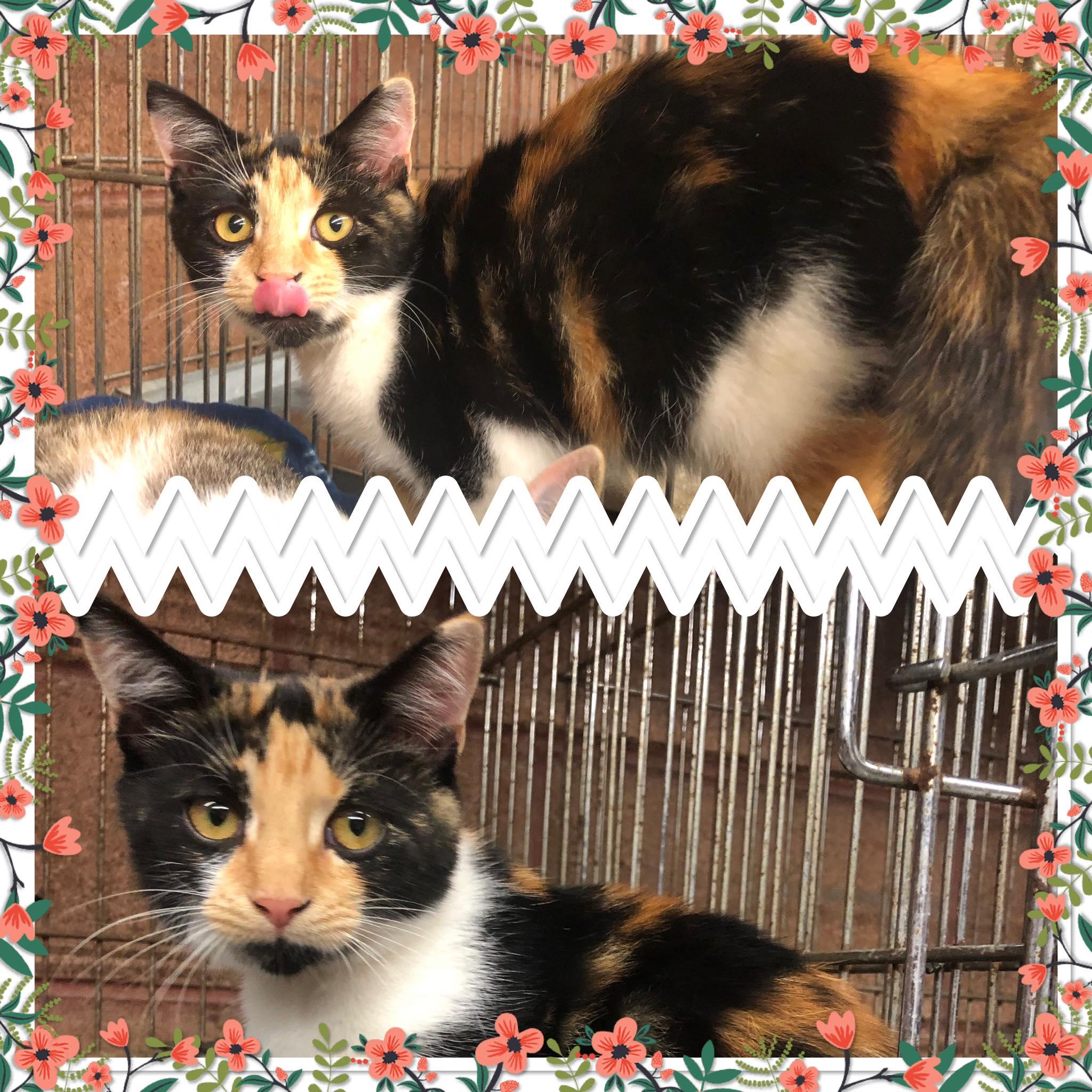 Cat for adoption - BEONKA, a Domestic Short Hair in Buckhannon, WV ...