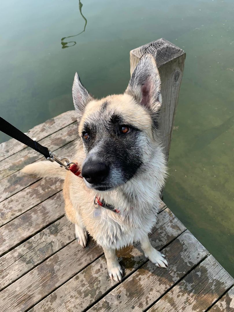 View Our Pets – Bellwether Harbor