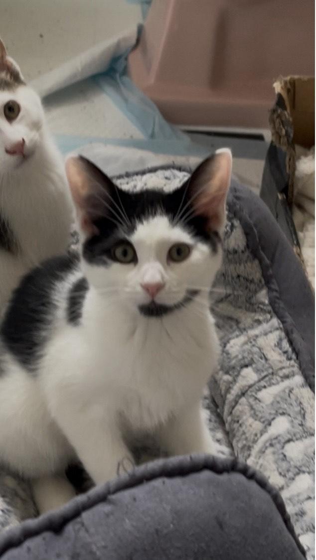 Cat for adoption - Pike & Maggie, a Domestic Short Hair in Lemoyne, PA ...