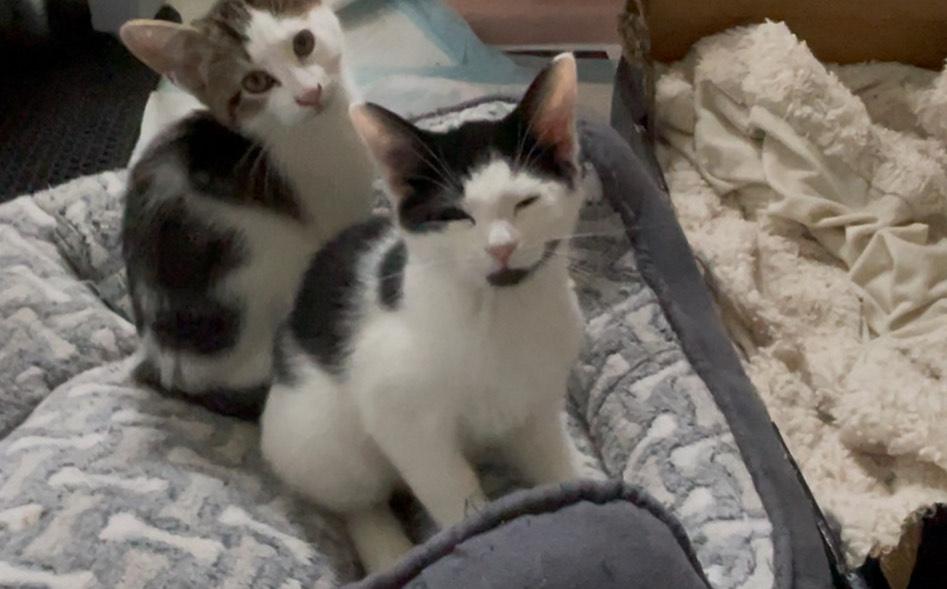 Cat for adoption - Pike & Maggie, a Domestic Short Hair in Lemoyne, PA ...