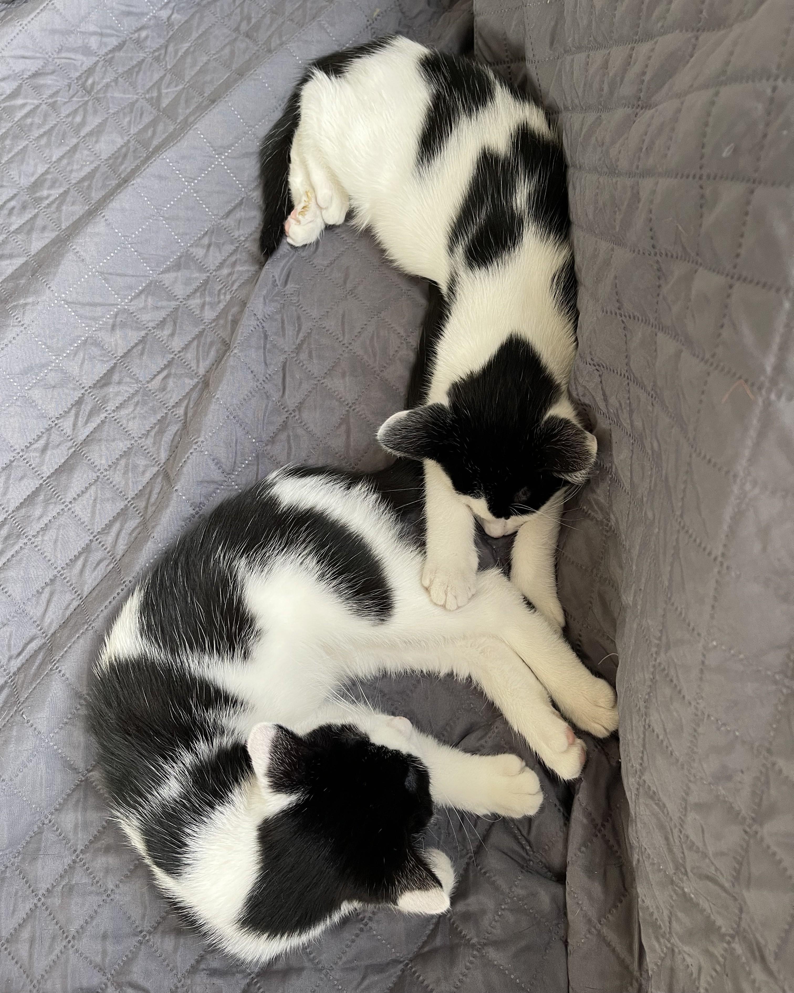 Cat for adoption - Pike & Maggie, a Domestic Short Hair in Lemoyne, PA ...