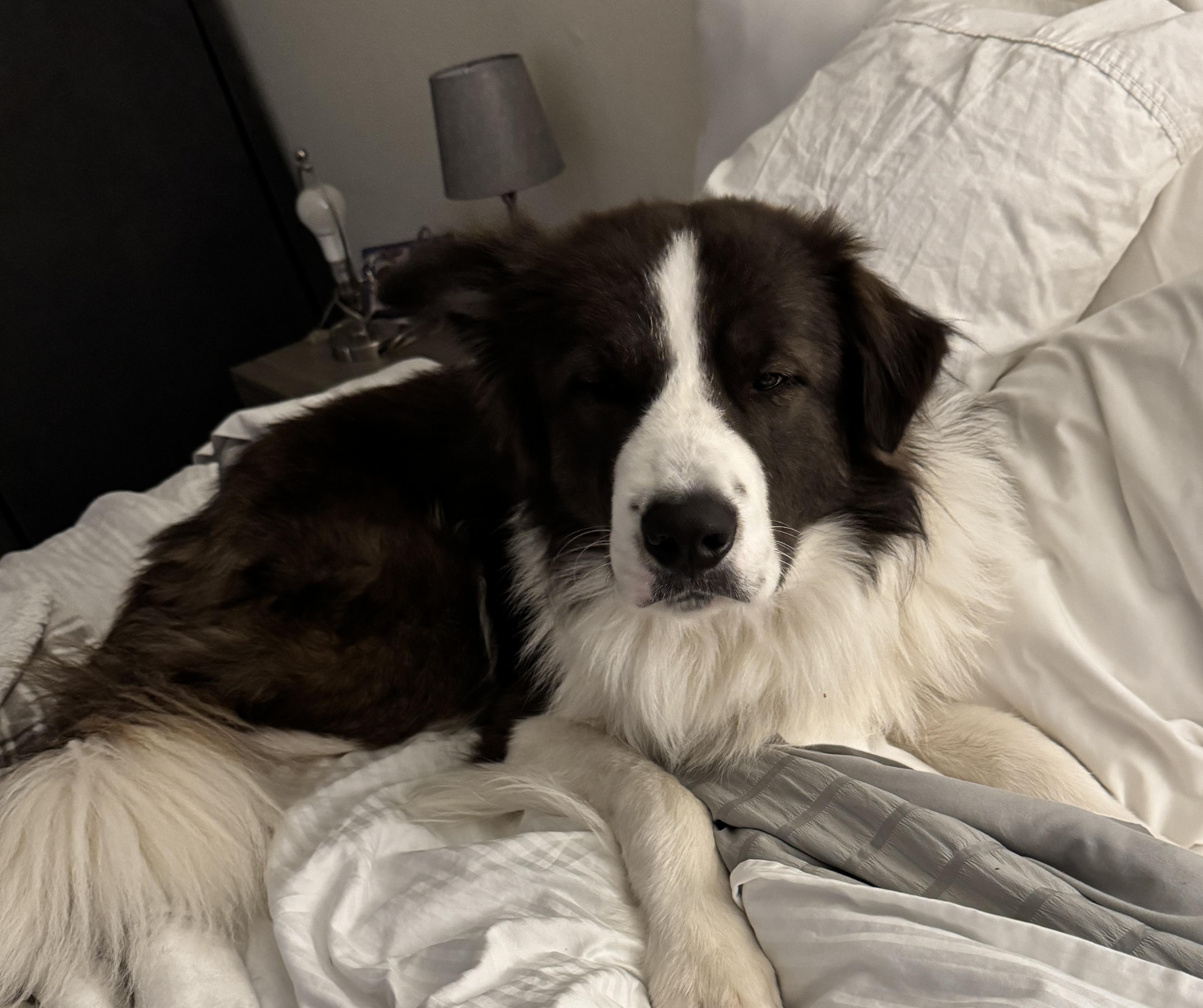Dog for adoption - Oliver Oreo, a Border Collie Mix in Portland, OR ...