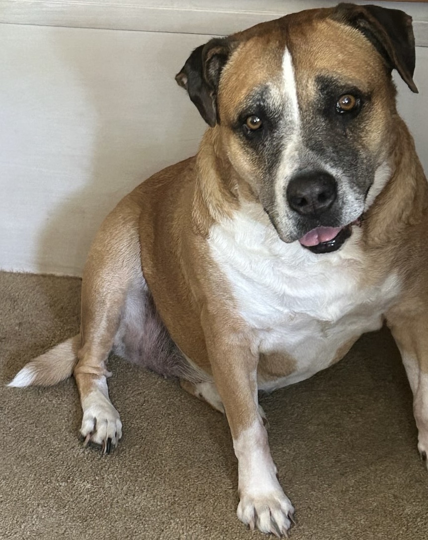 Dog for adoption - Last call, Help an old girl!!!!, a Boxer Mix in Fort ...