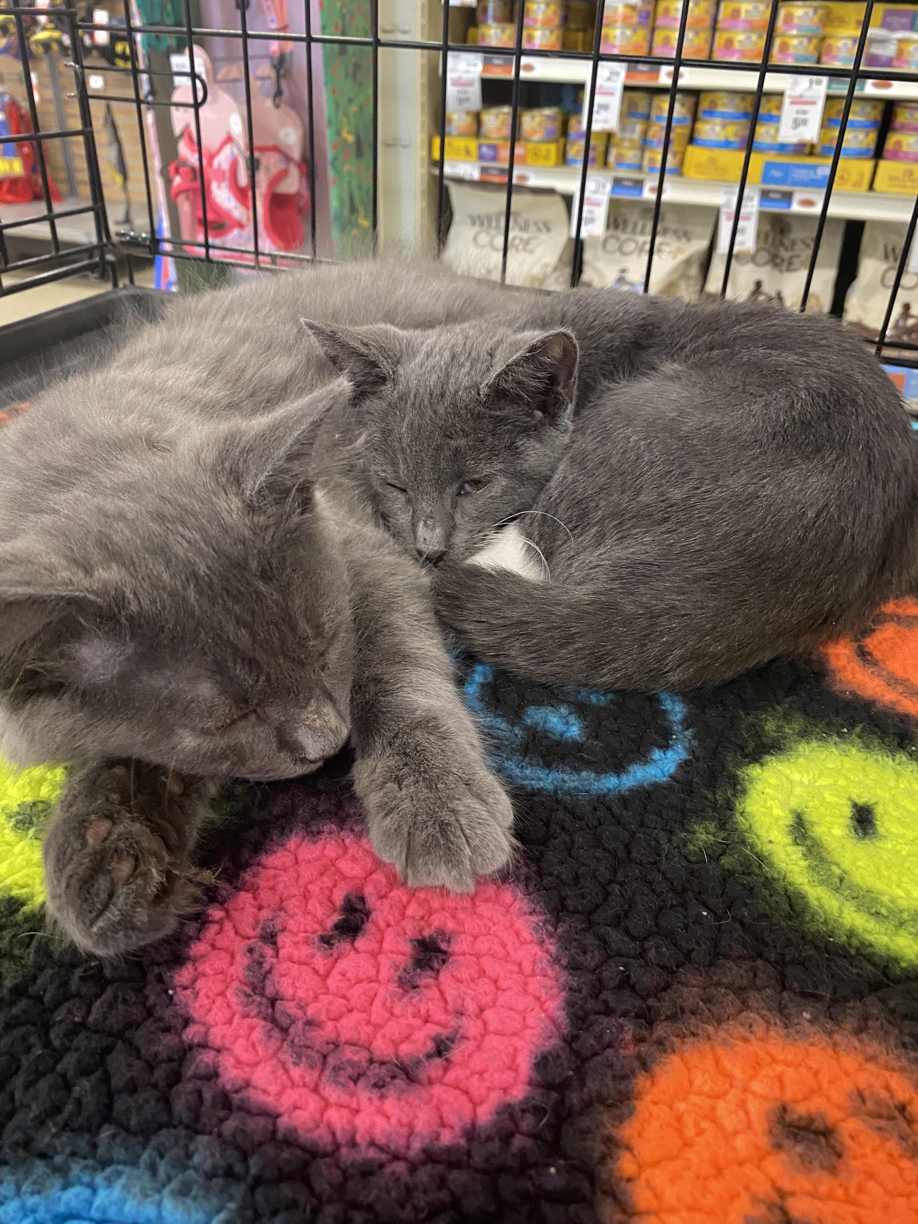 Cat for adoption - George - North Conroe Petsmart, a Nebelung ...